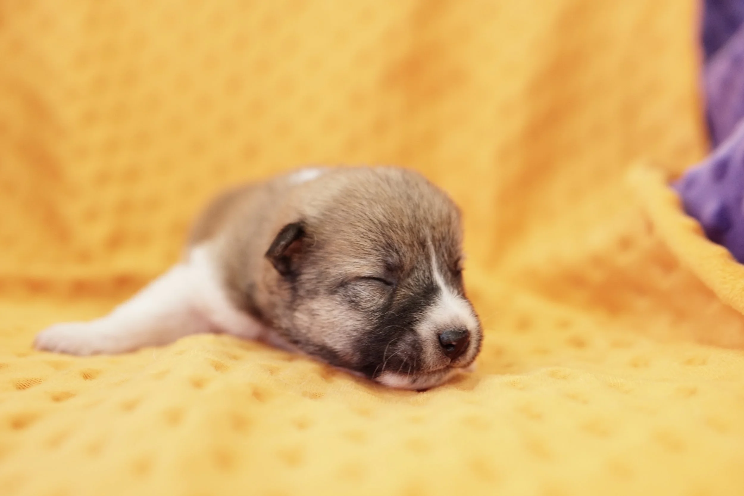 Shiba Inu — Heritage Puppies