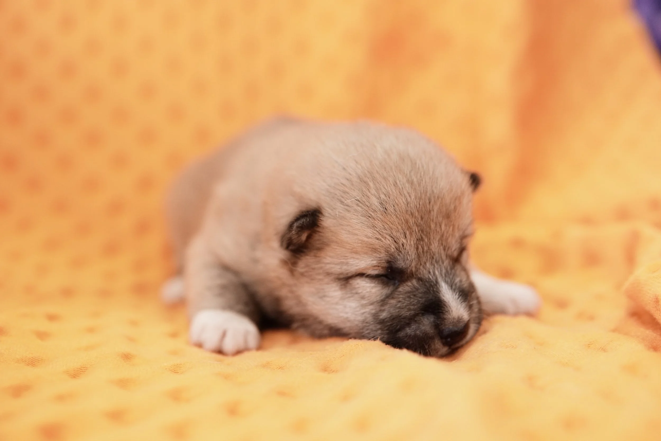 Shiba Inu — Heritage Puppies