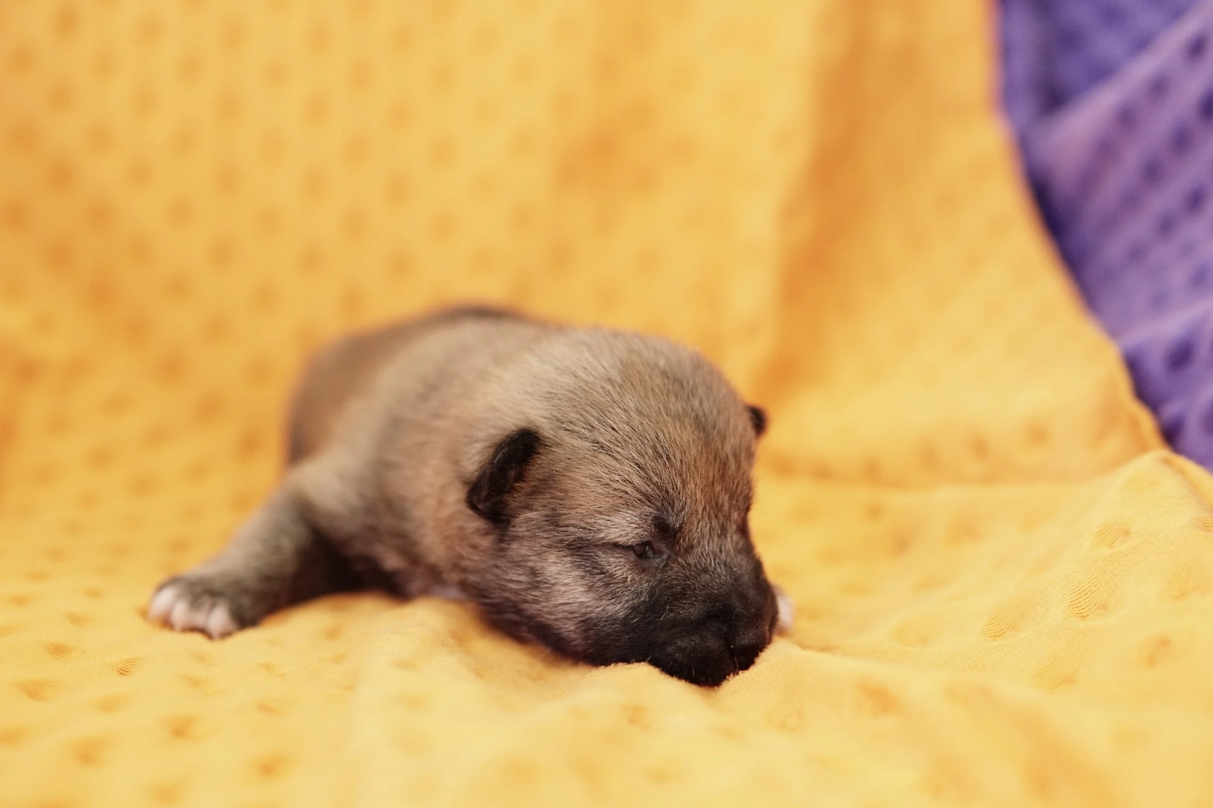 Shiba Inu — Heritage Puppies