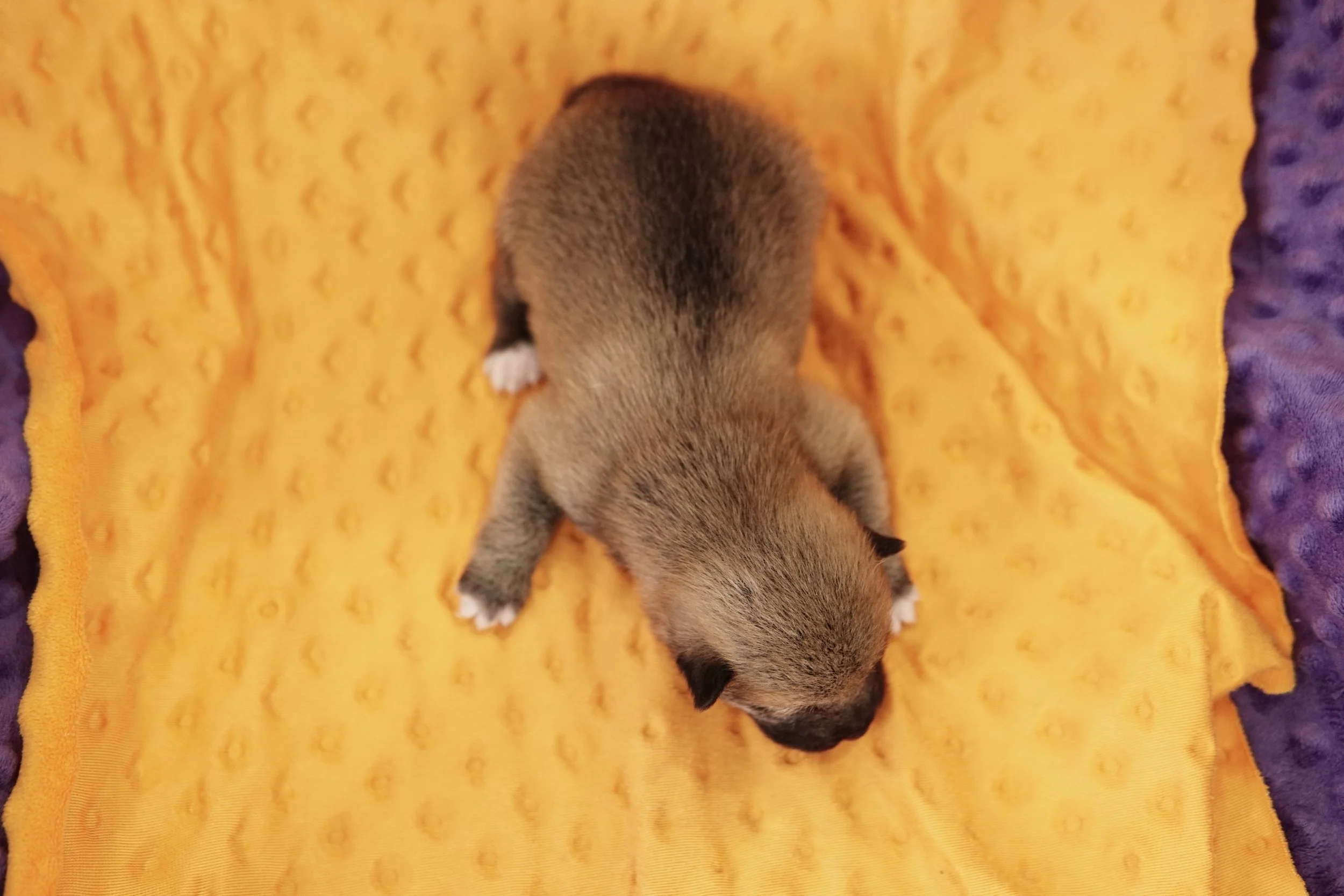 Shiba Inu — Heritage Puppies