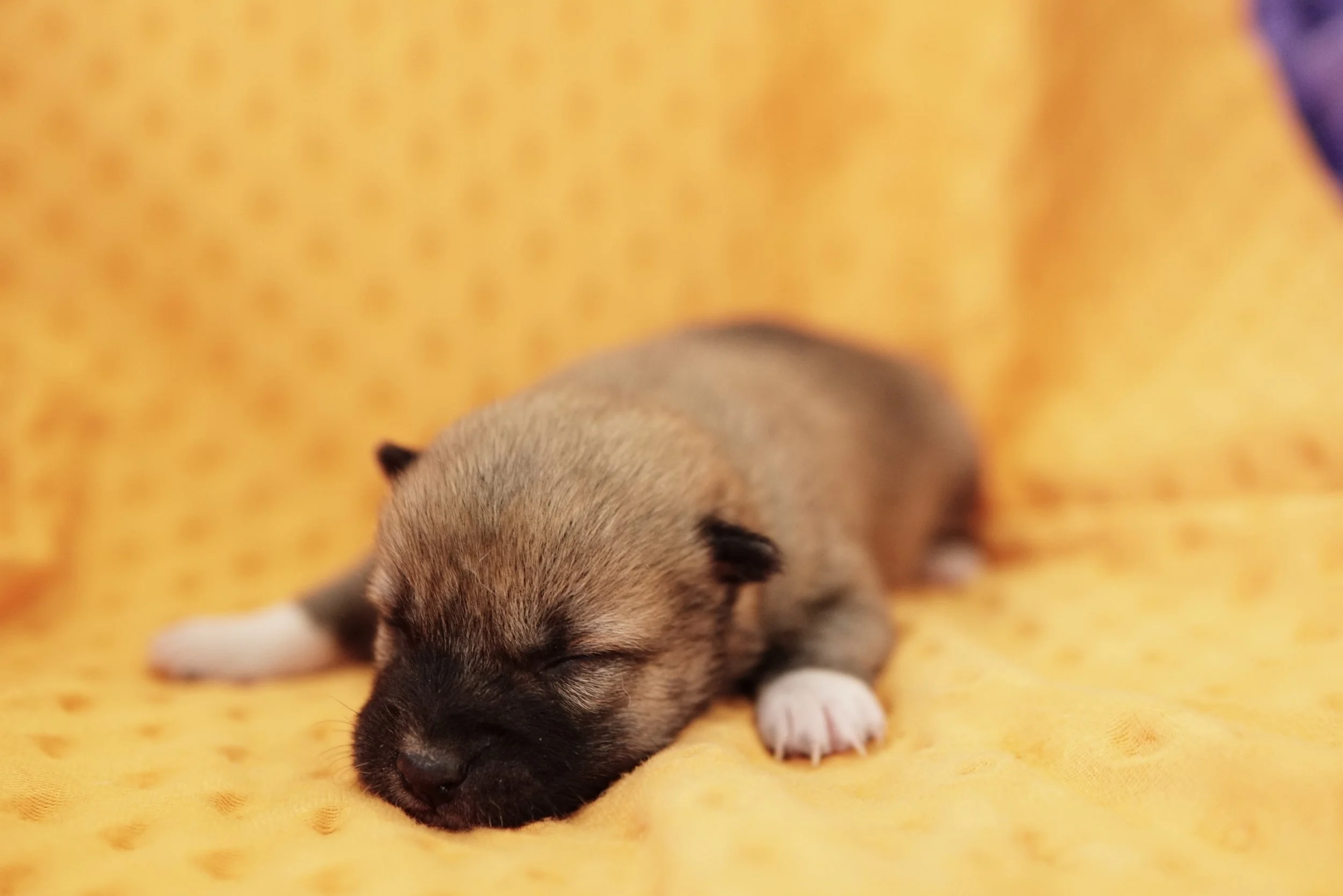 Shiba Inu — Heritage Puppies