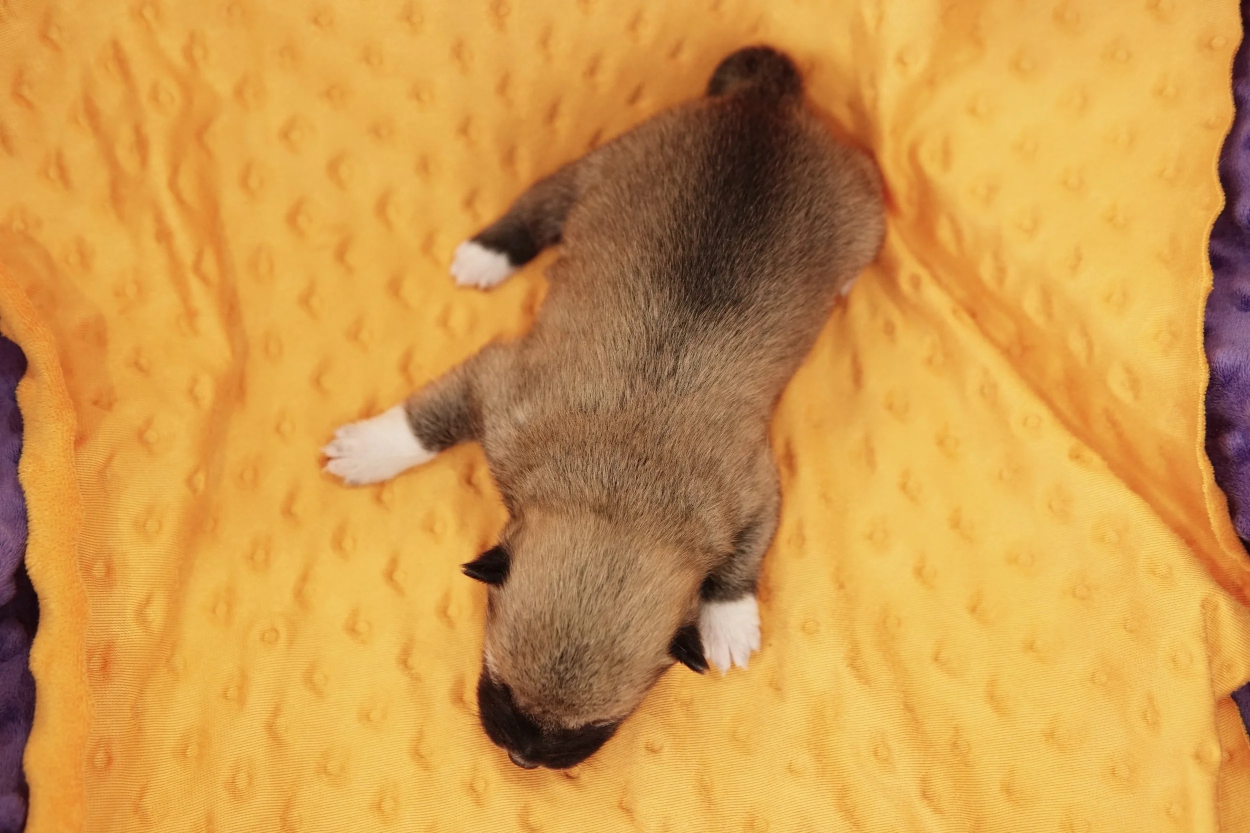 Shiba Inu — Heritage Puppies