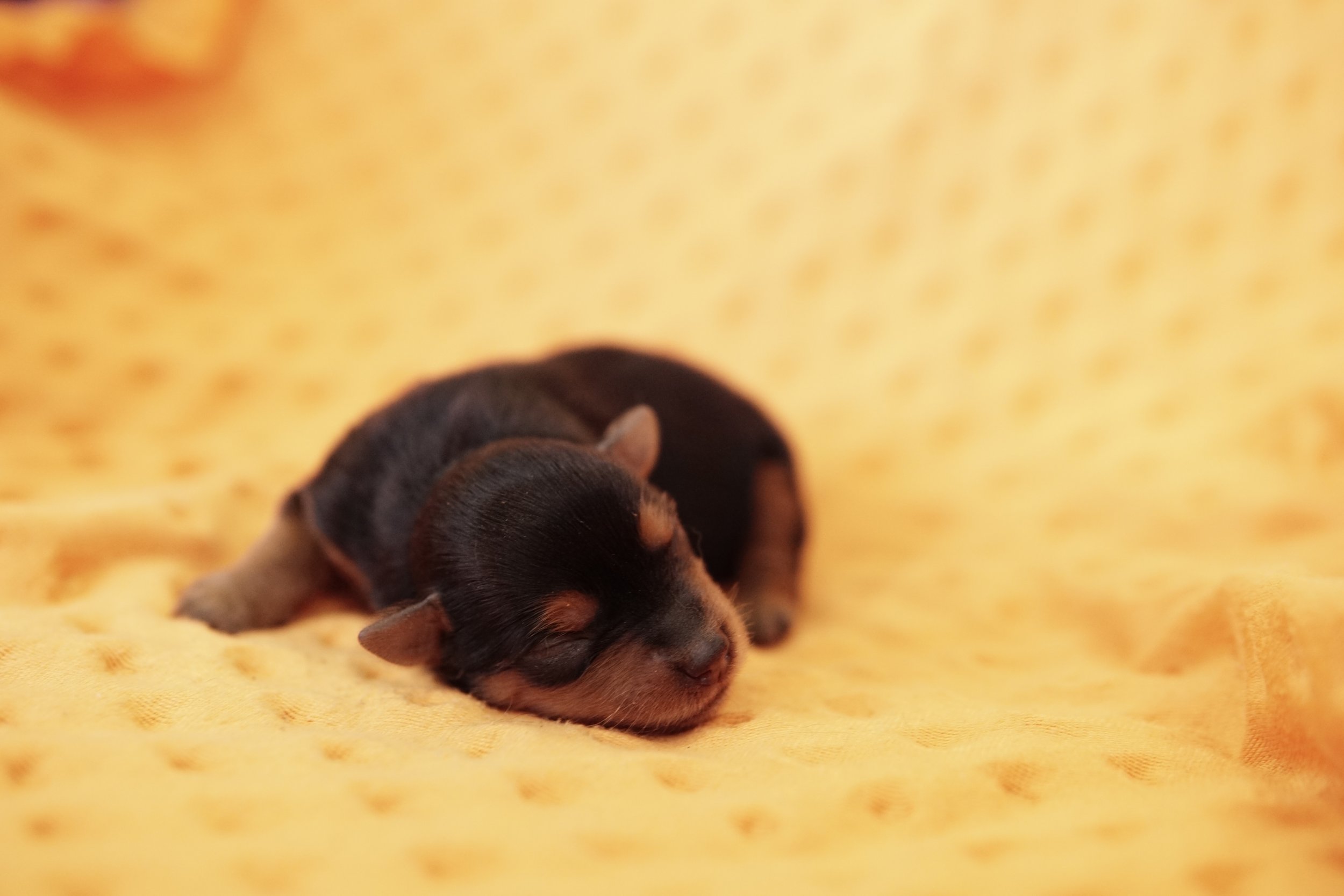 Cavapoo — Heritage Puppies