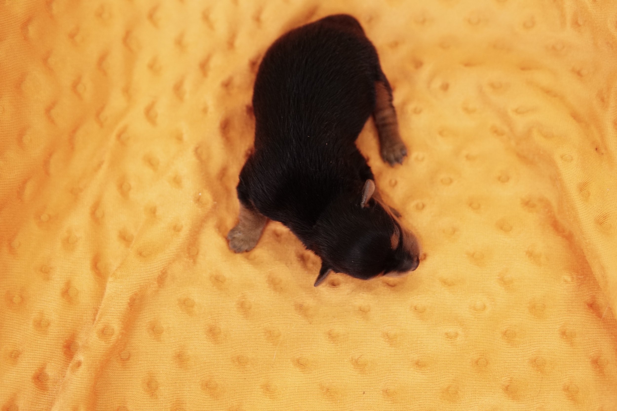 Cavapoo — Heritage Puppies