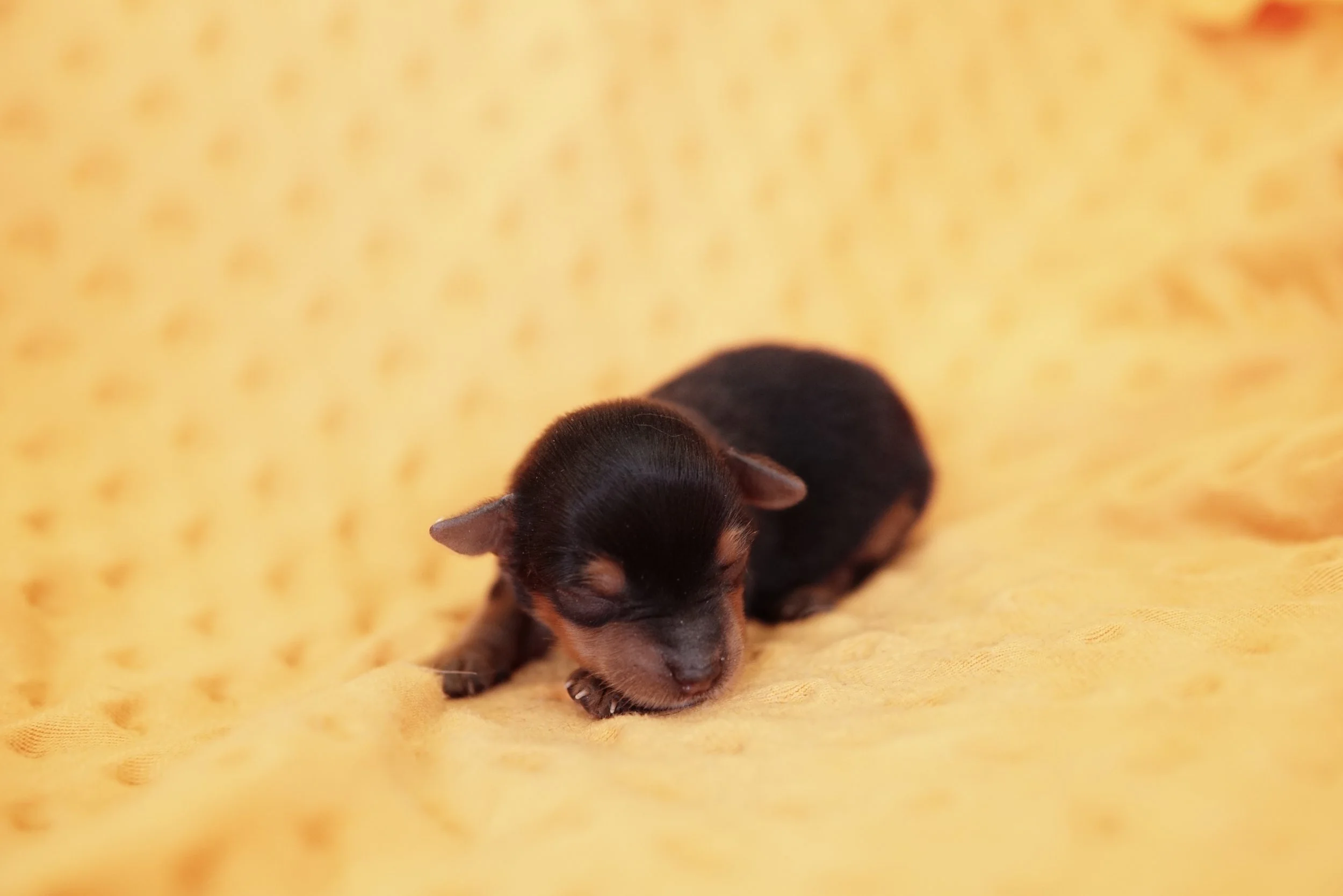 Cavapoo — Heritage Puppies