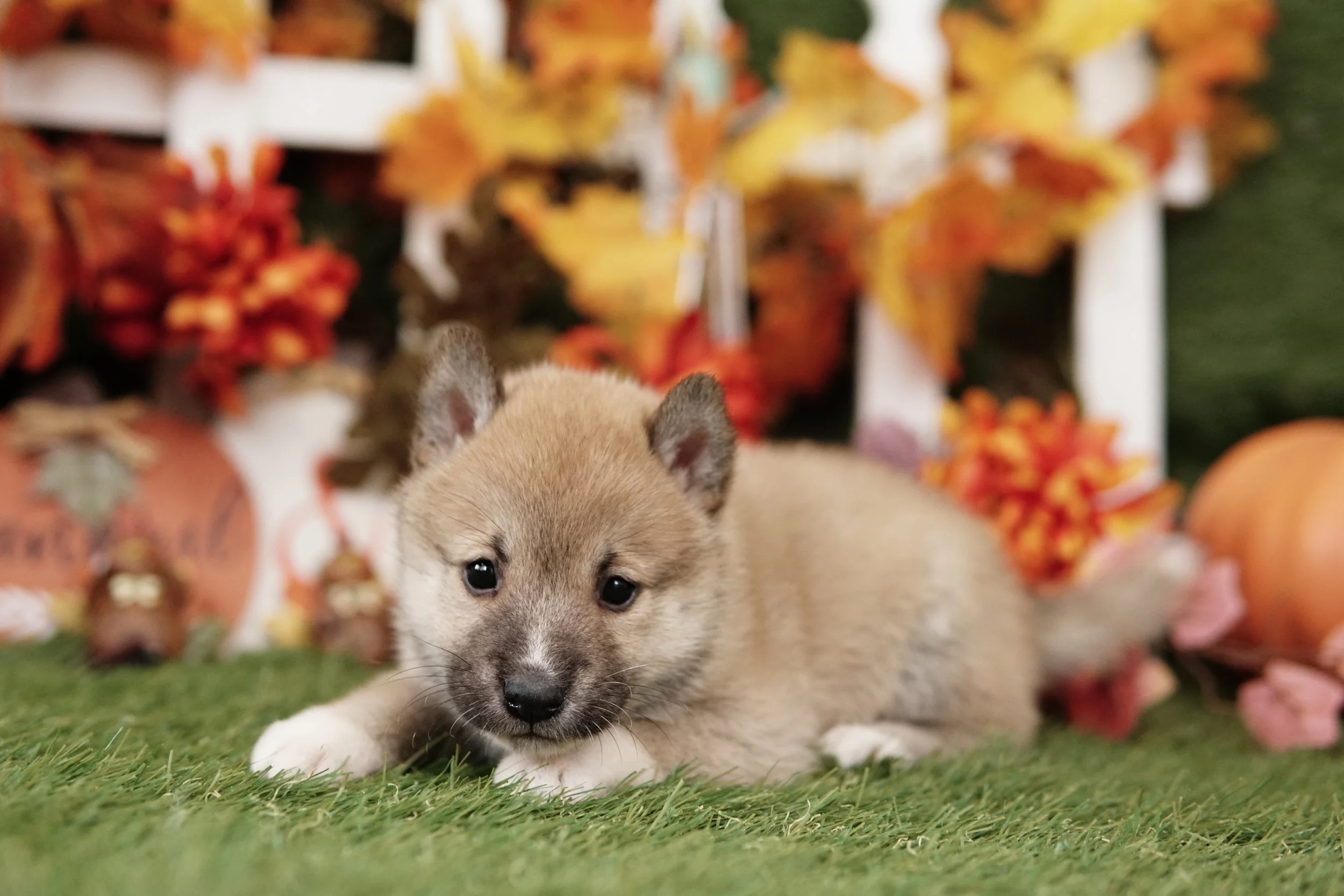 Shiba Inu — Heritage Puppies