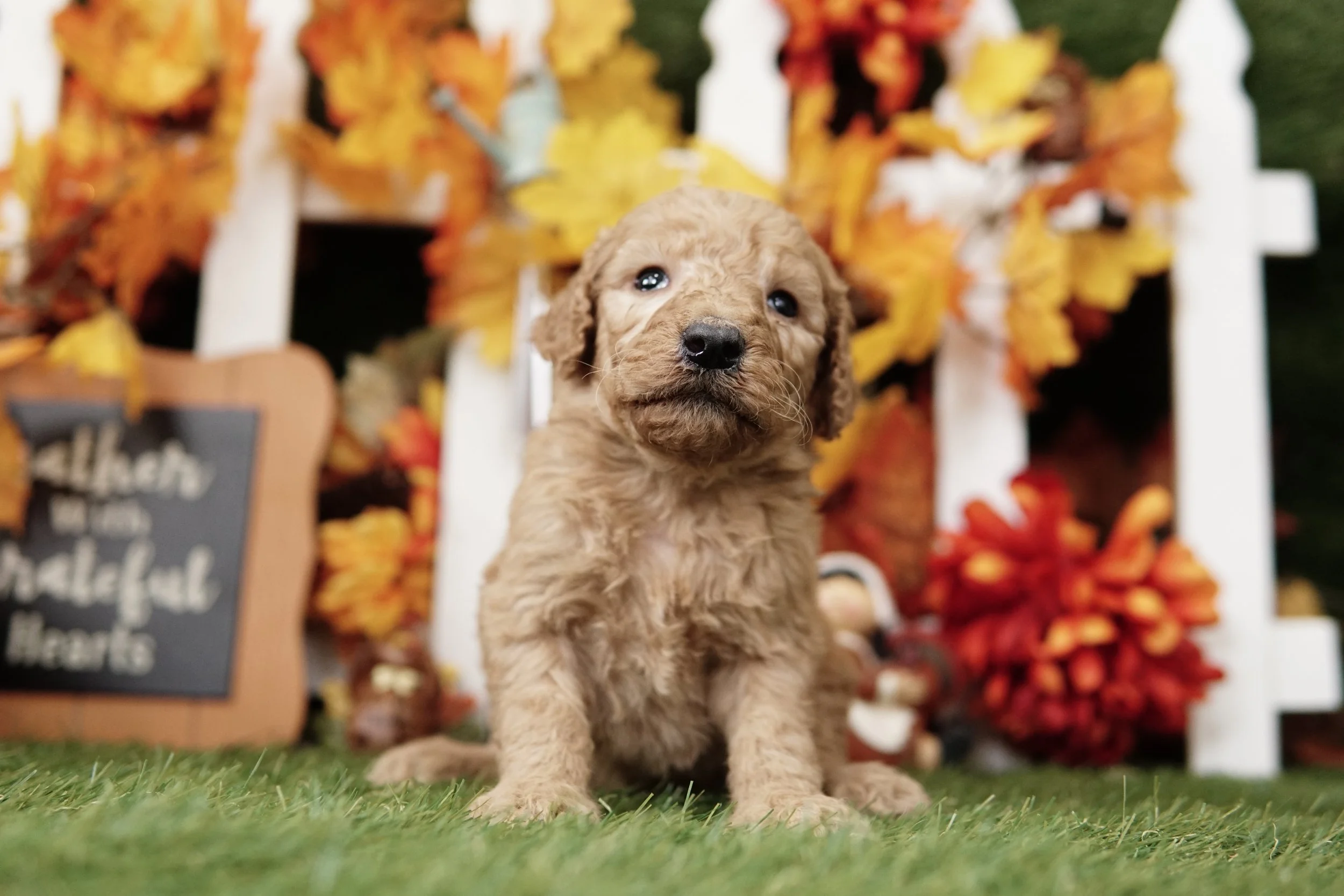 Soft Coated Weaton — Heritage Puppies