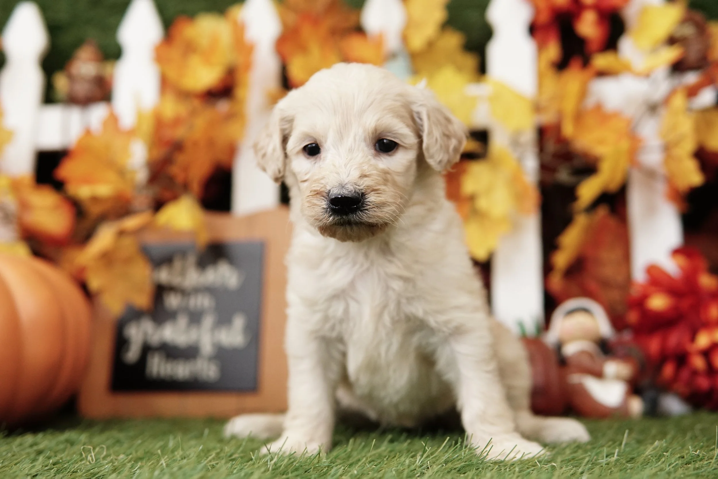 Soft Coated Weaton — Heritage Puppies