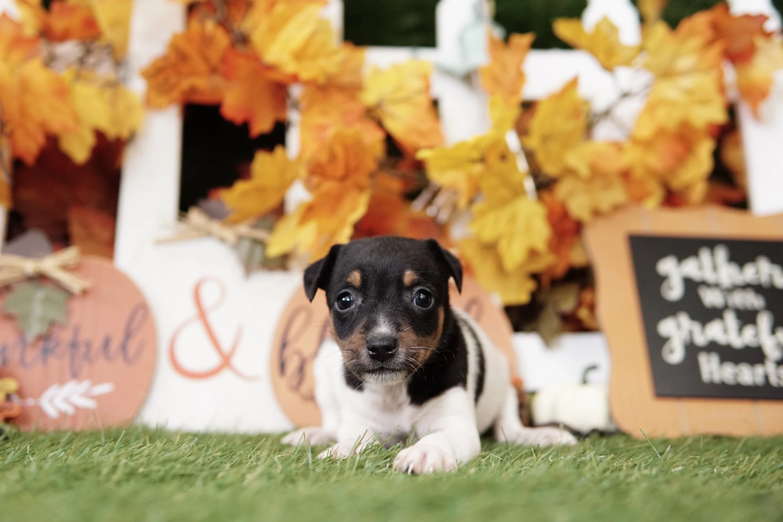 Puppies Available — Heritage Puppies