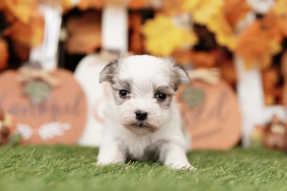 Puppies Available — Heritage Puppies