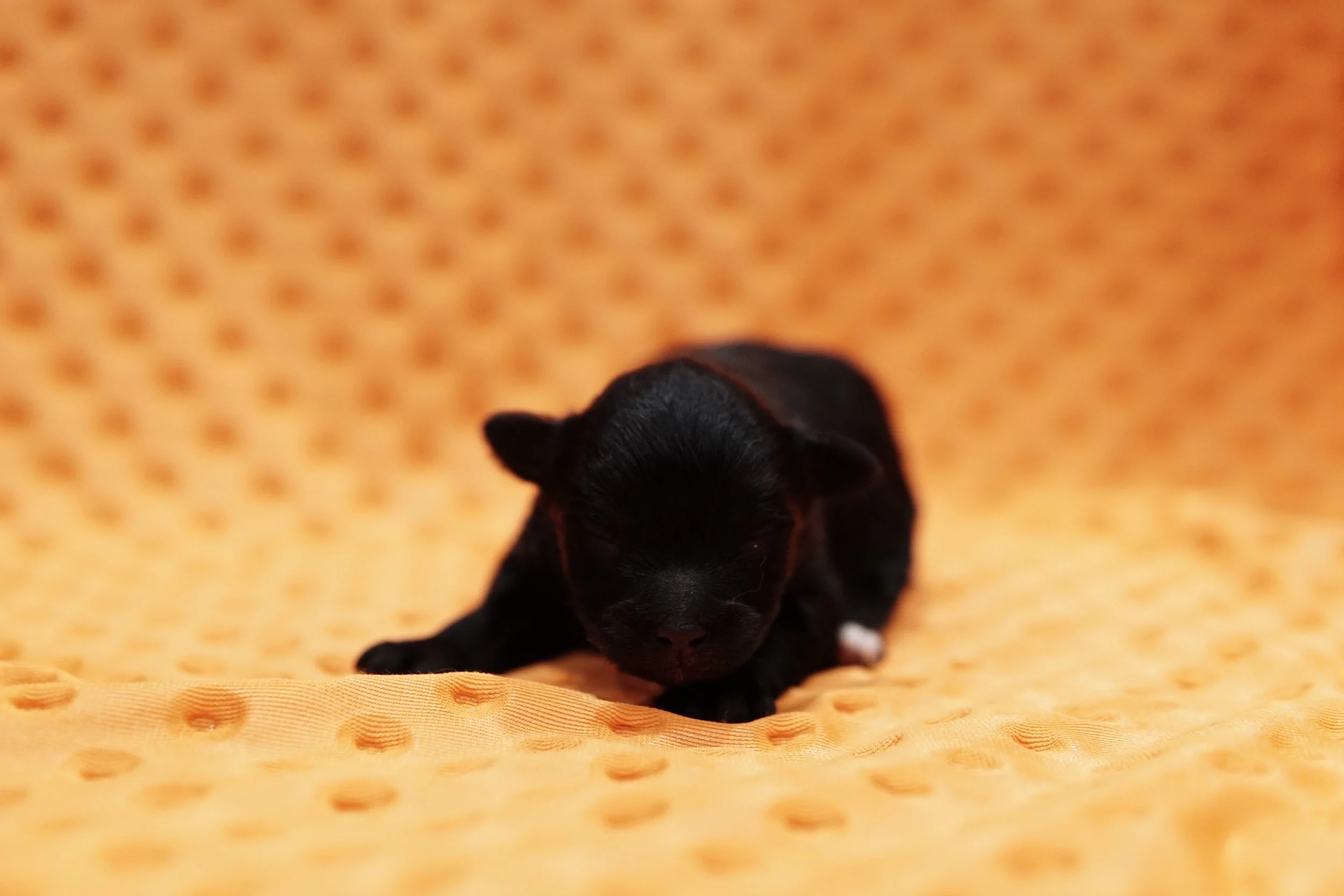 m-d 2 — Heritage Puppies