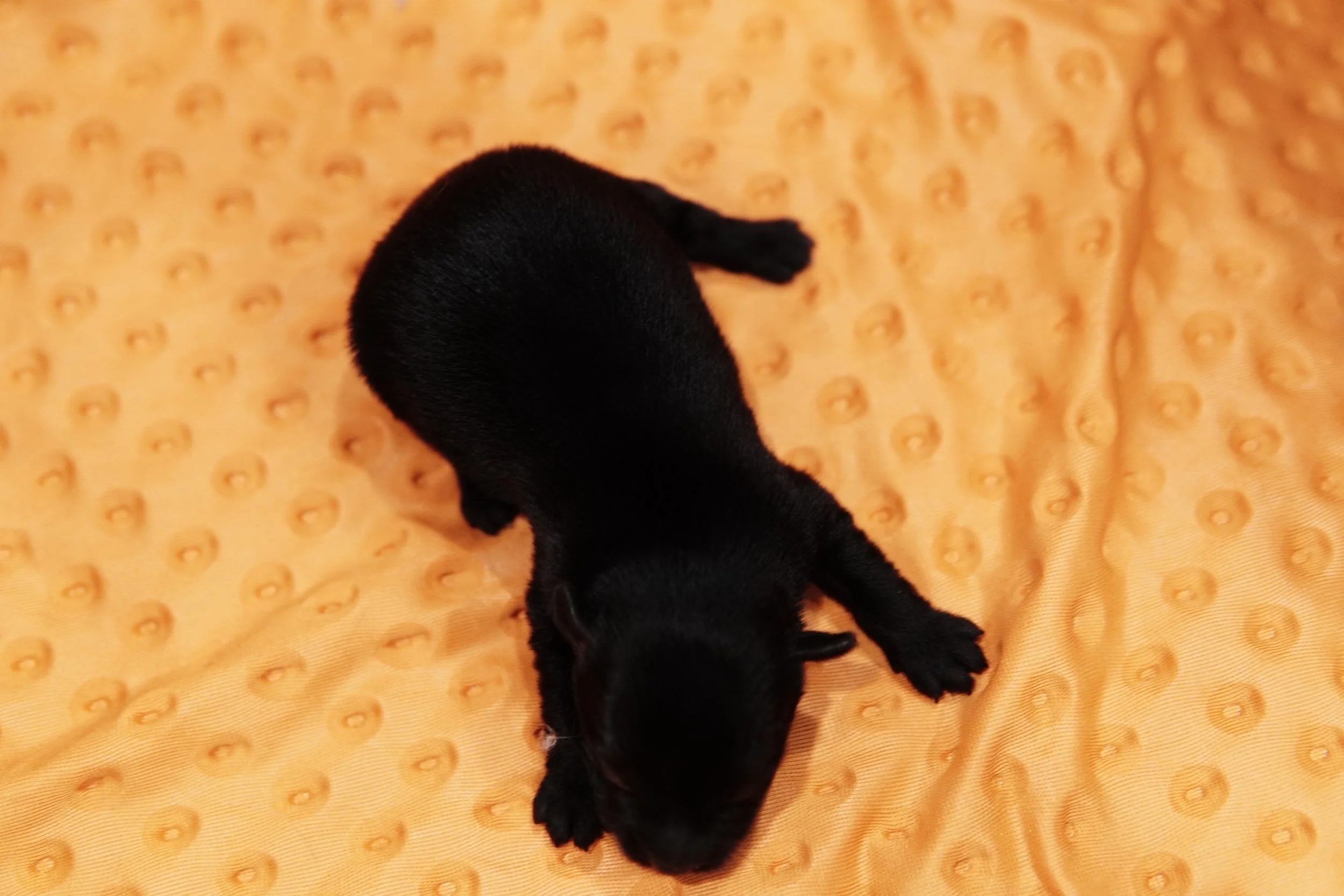 American Eskimo — Heritage Puppies