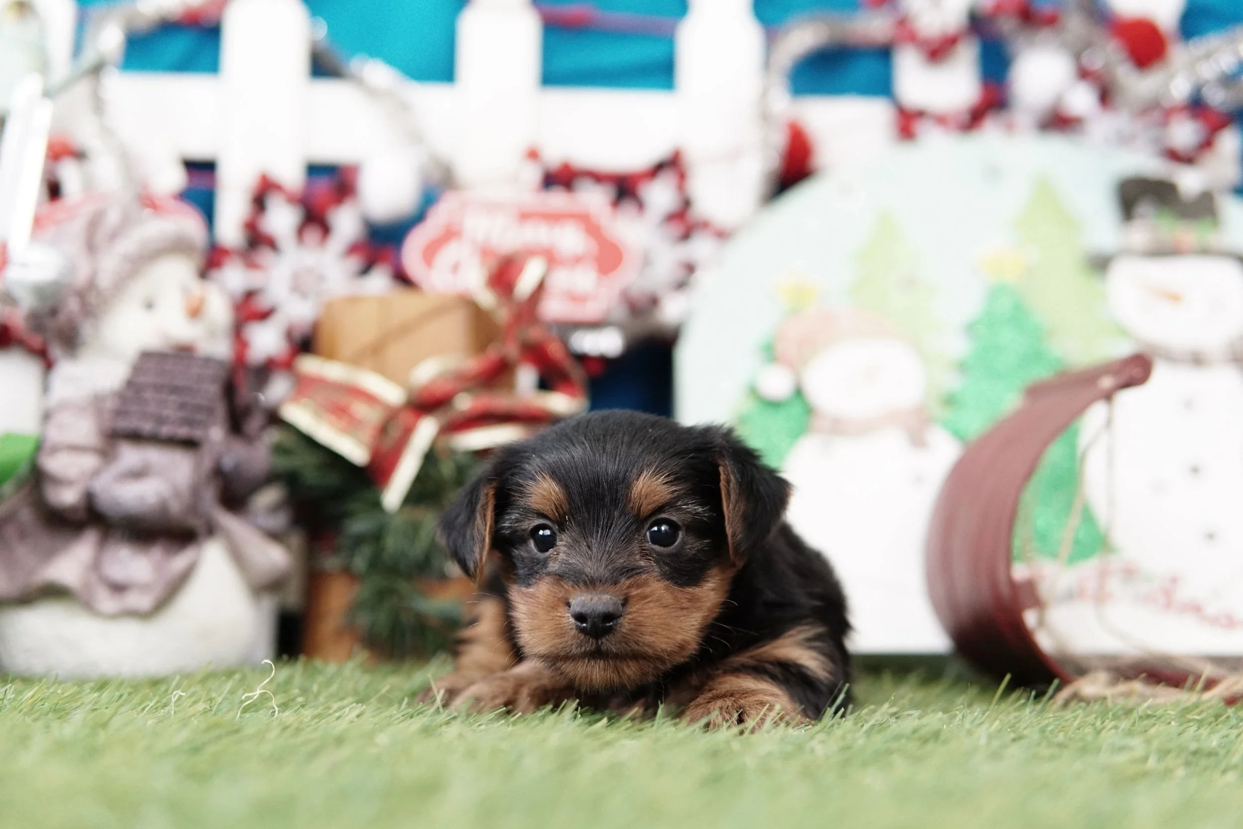 Cavapoo — Heritage Puppies
