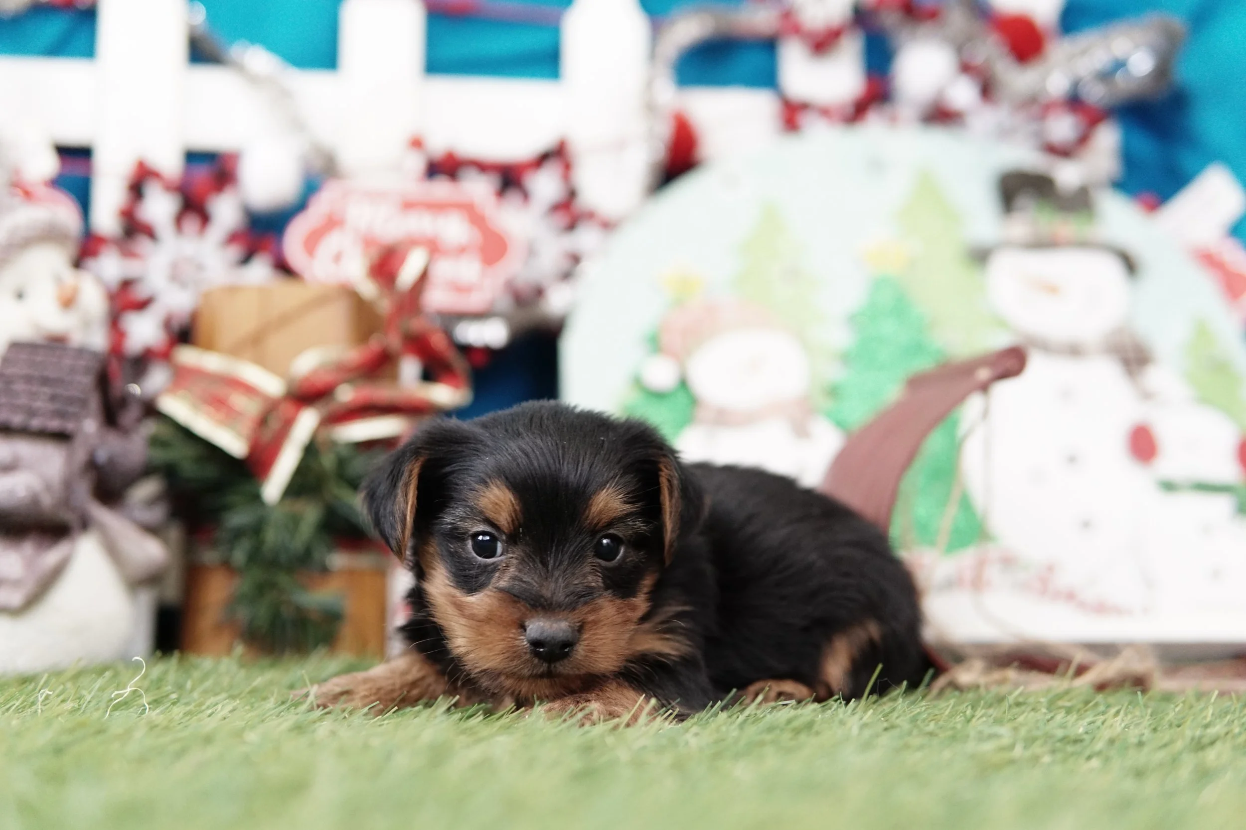 Cavapoo — Heritage Puppies