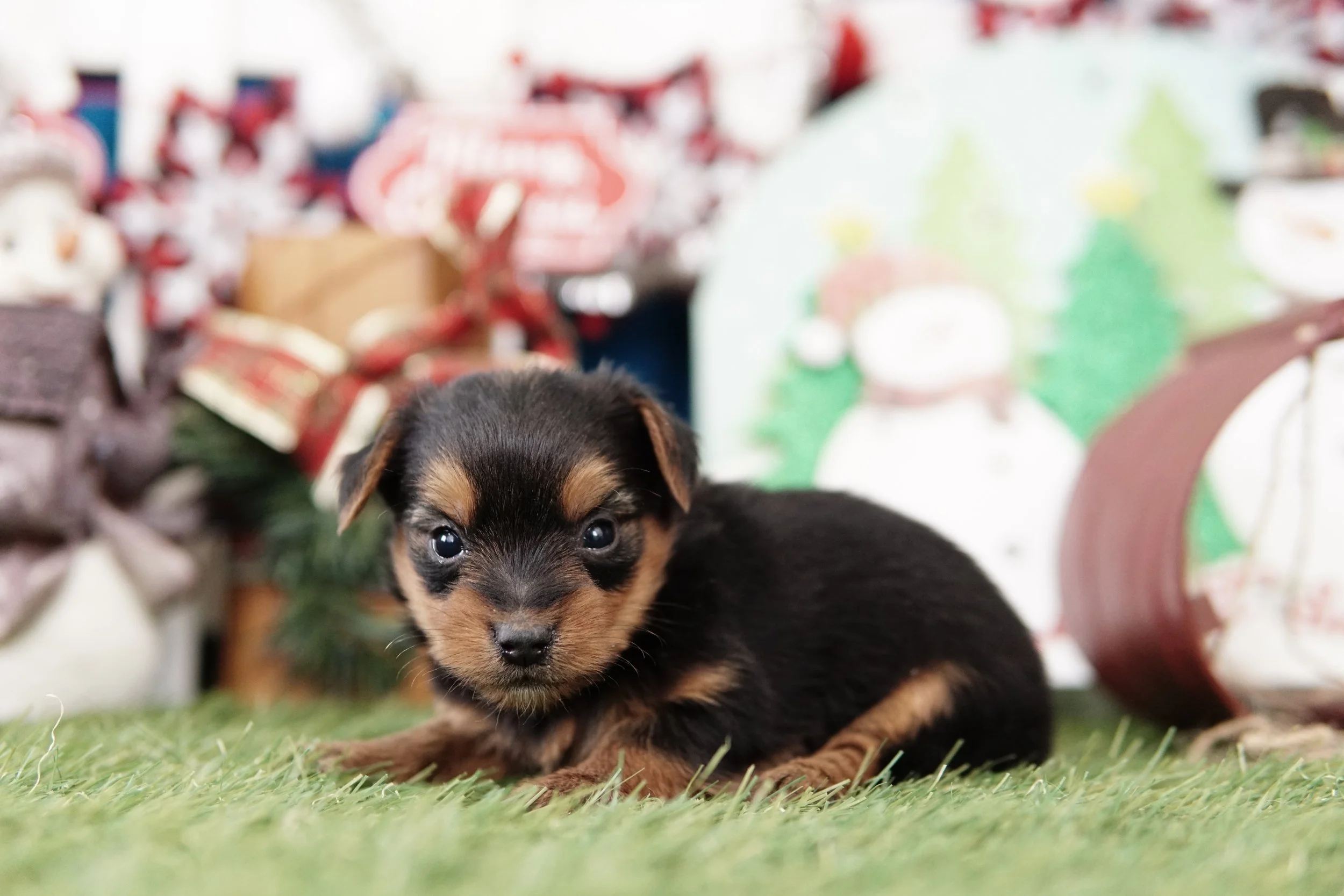 Cavapoo — Heritage Puppies