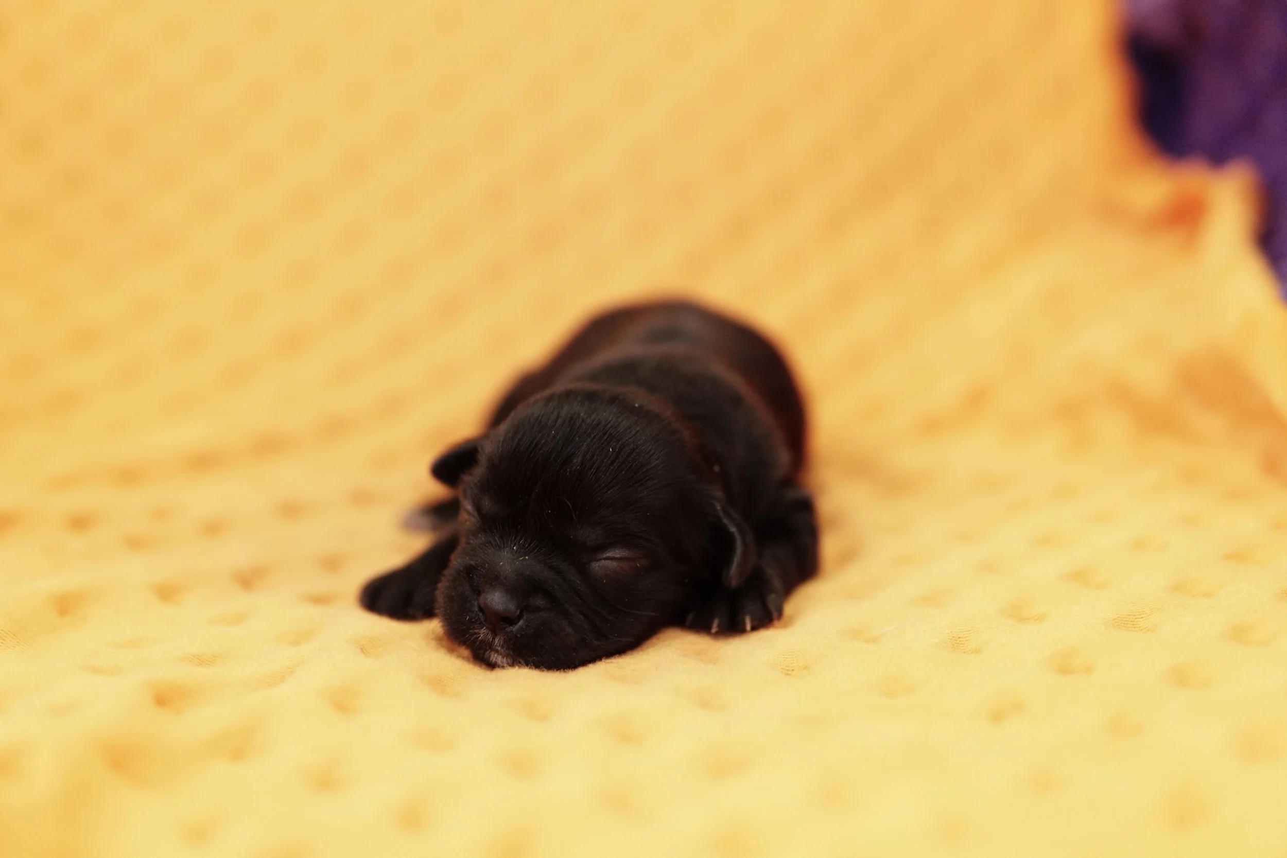 Cockapoo — Heritage Puppies