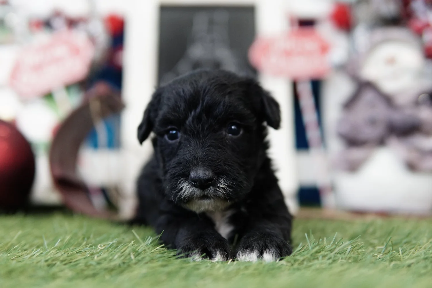 Puppies Available — Heritage Puppies