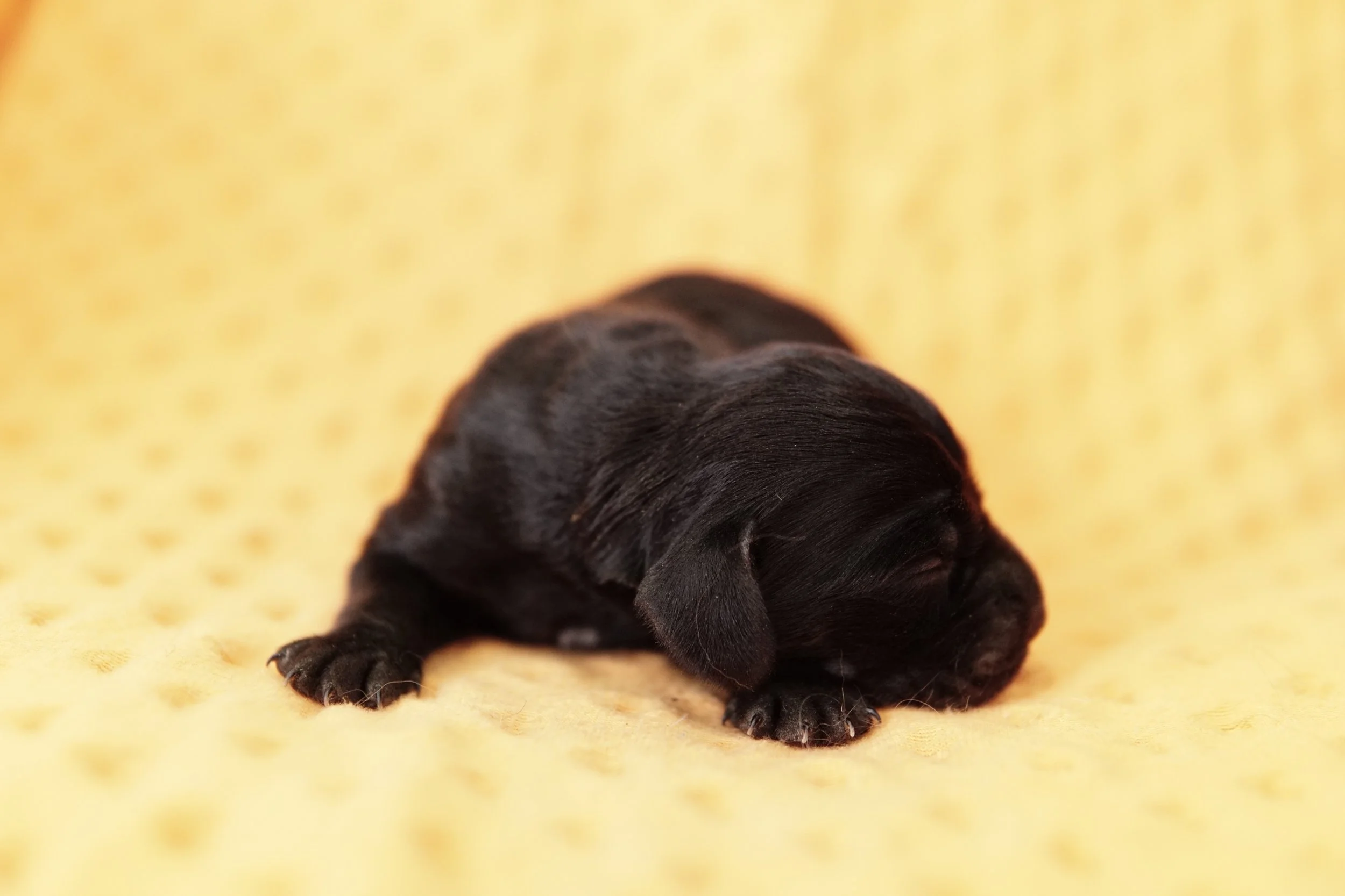 puppy 4 — Heritage Puppies