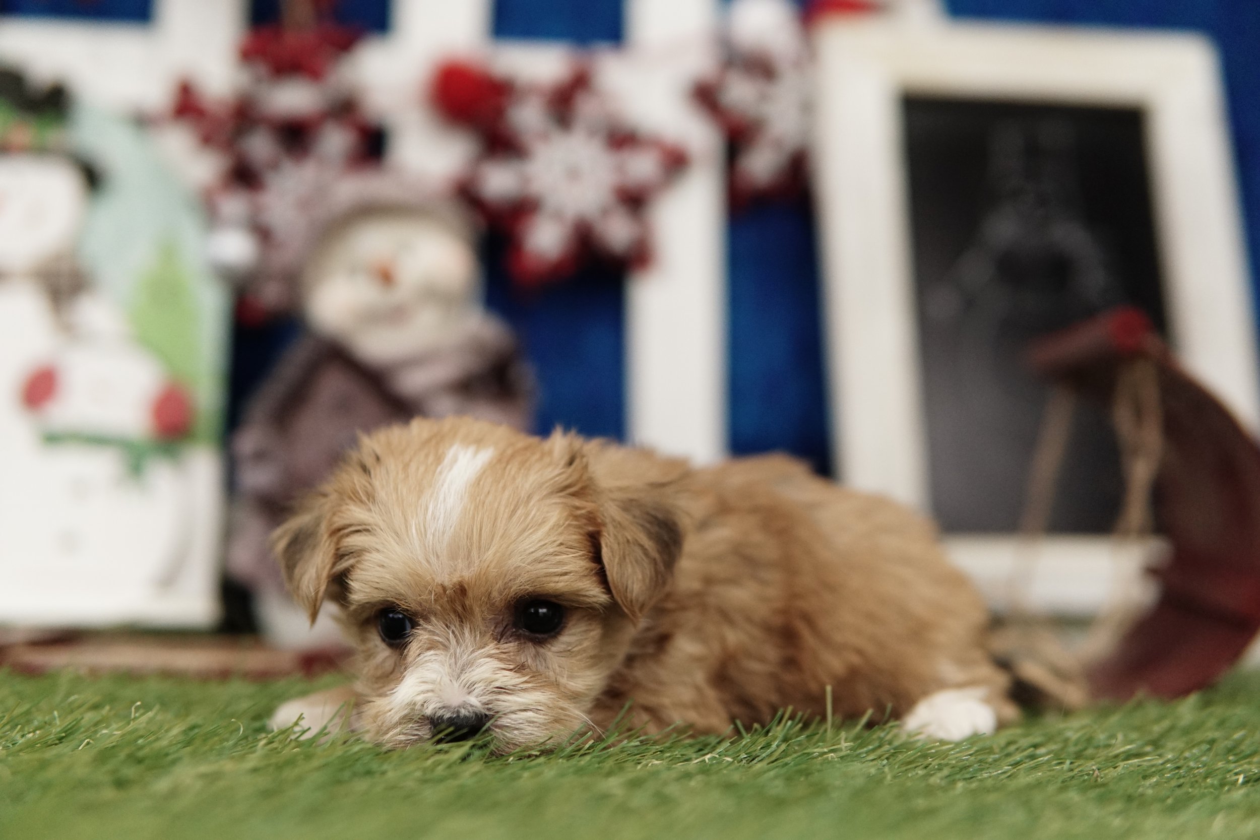 Bichon — Heritage Puppies