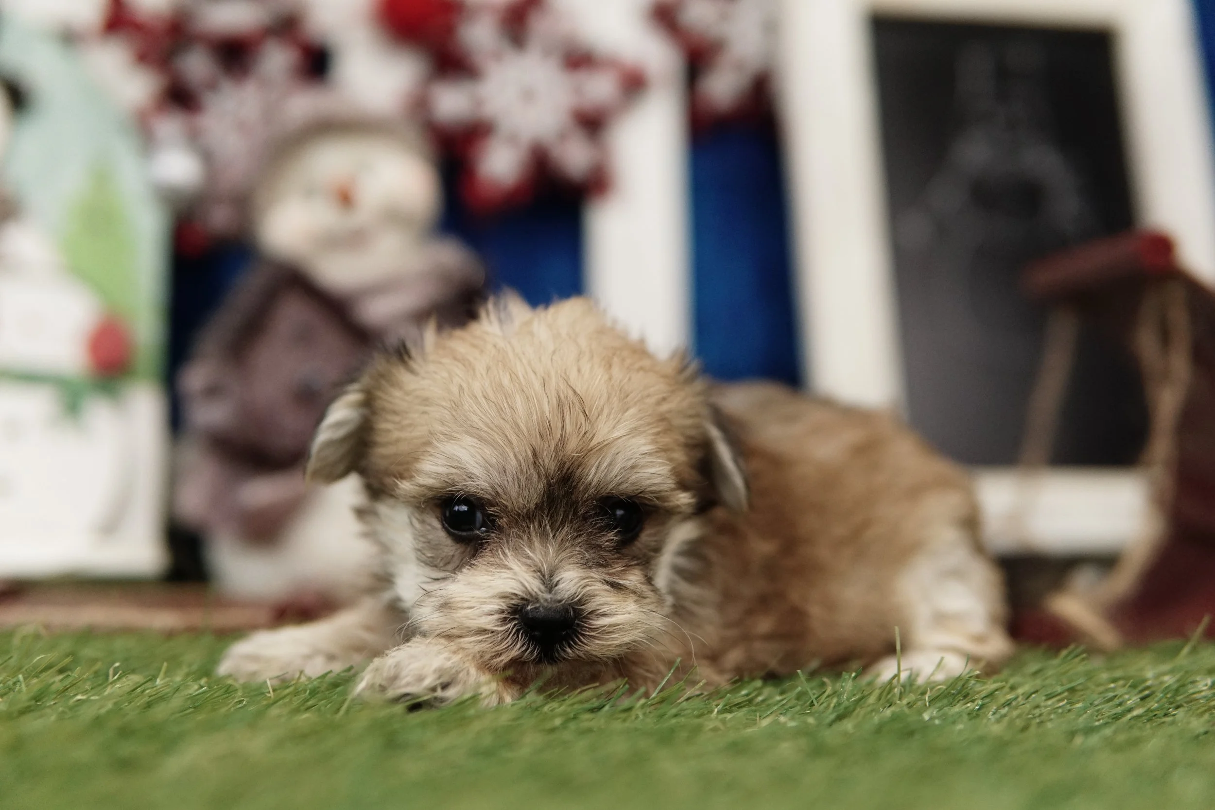 Bichon — Heritage Puppies