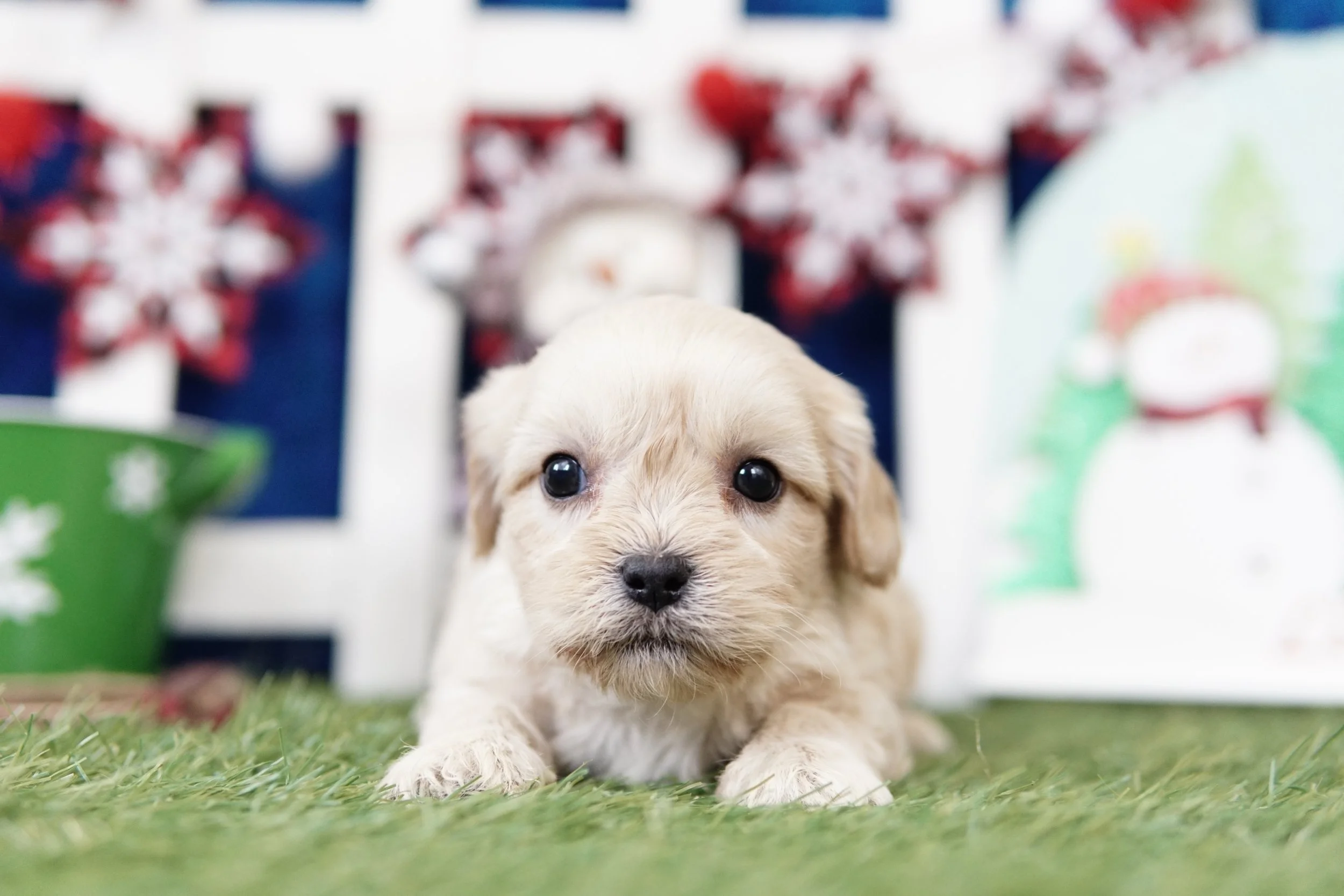 Cockapoo — Heritage Puppies