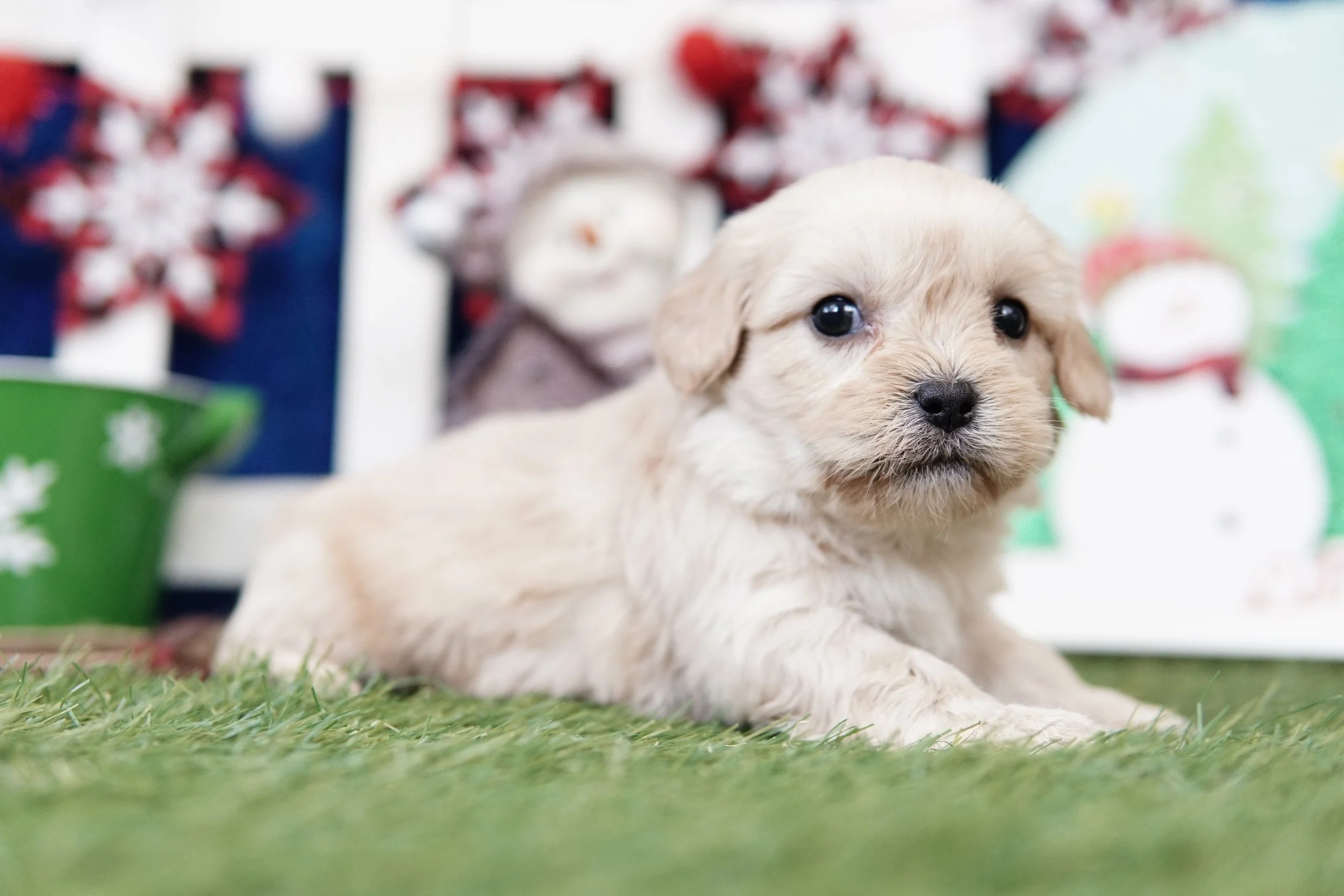 Cockapoo — Heritage Puppies