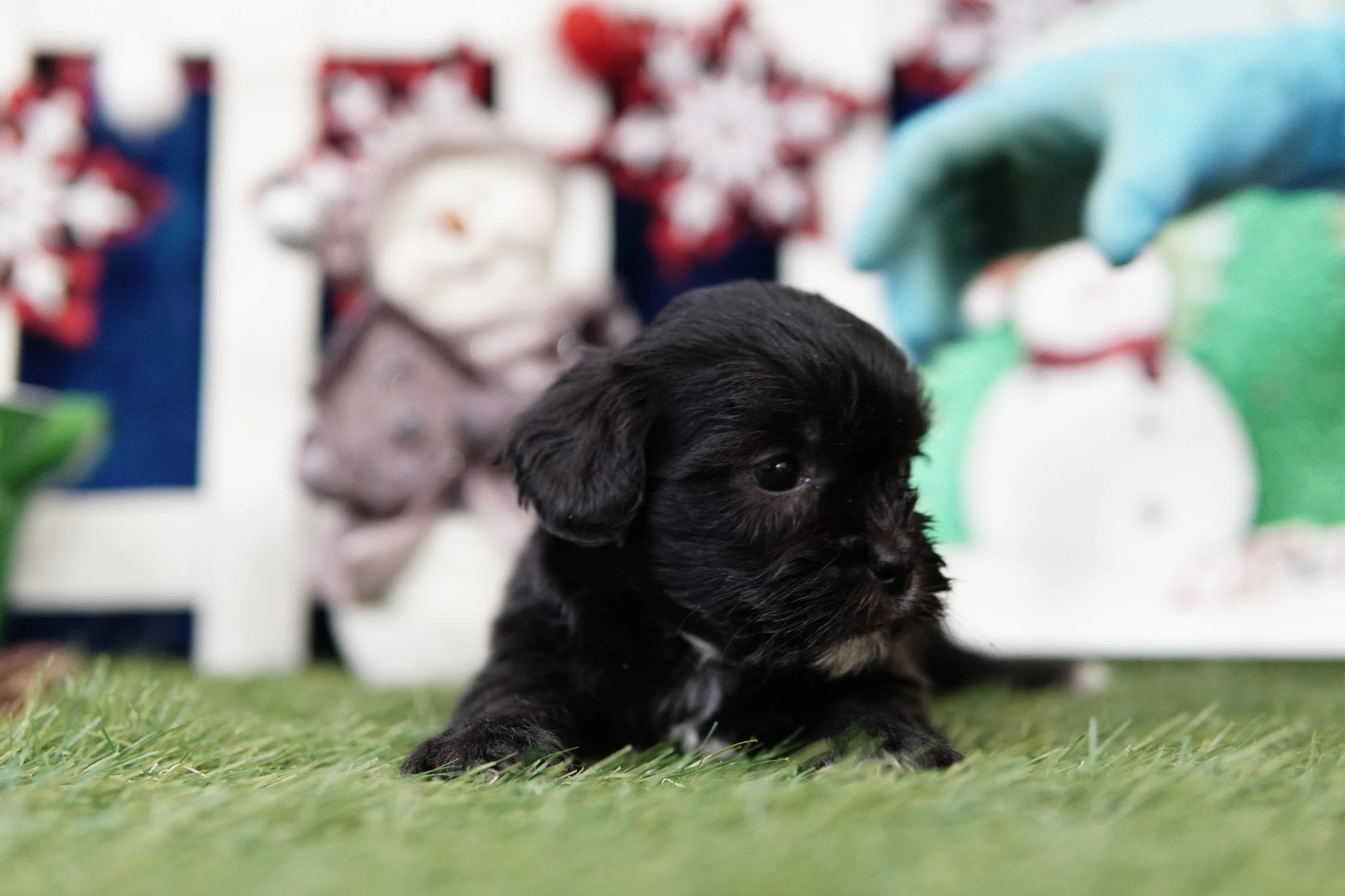 Cockapoo — Heritage Puppies