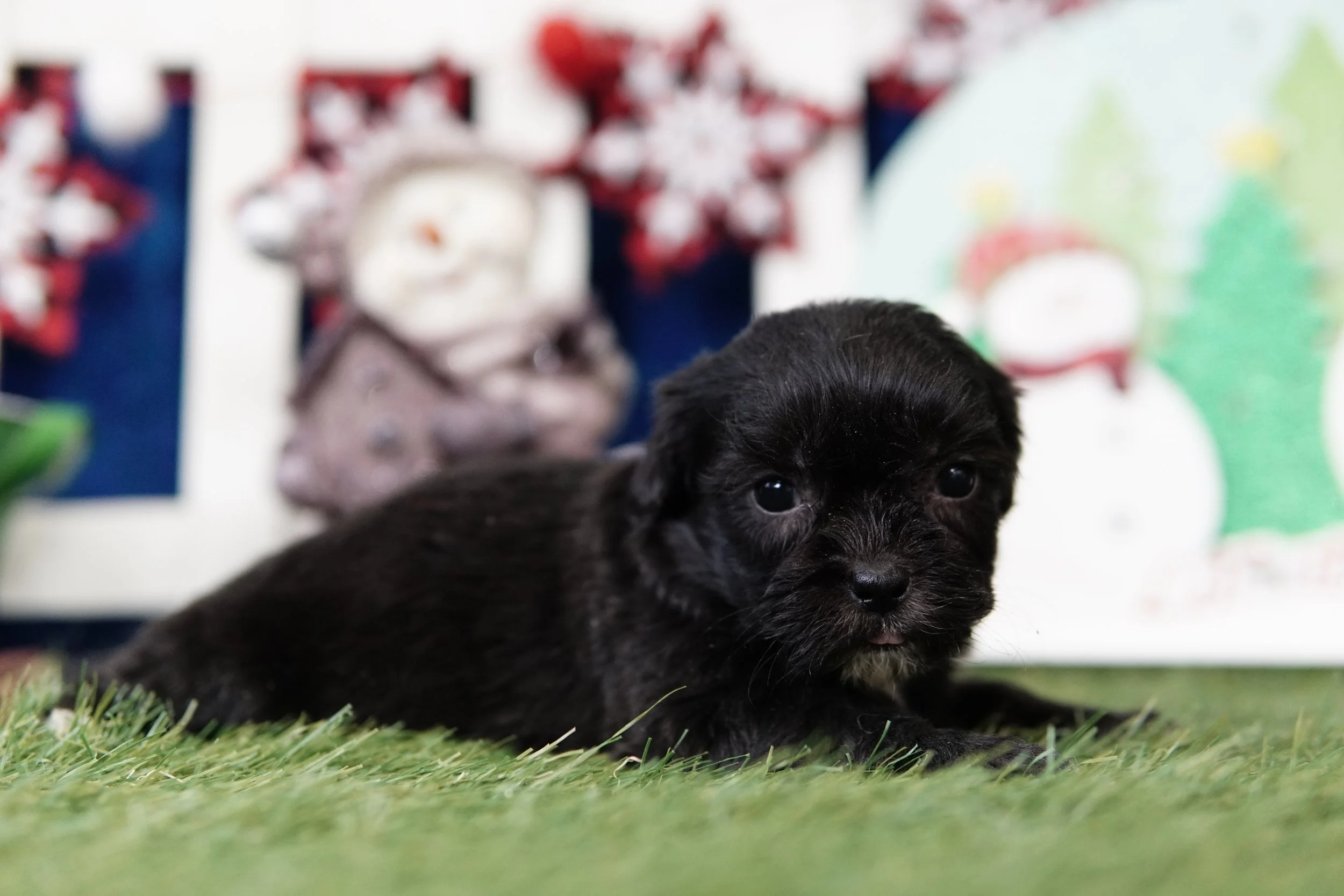 Cockapoo — Heritage Puppies