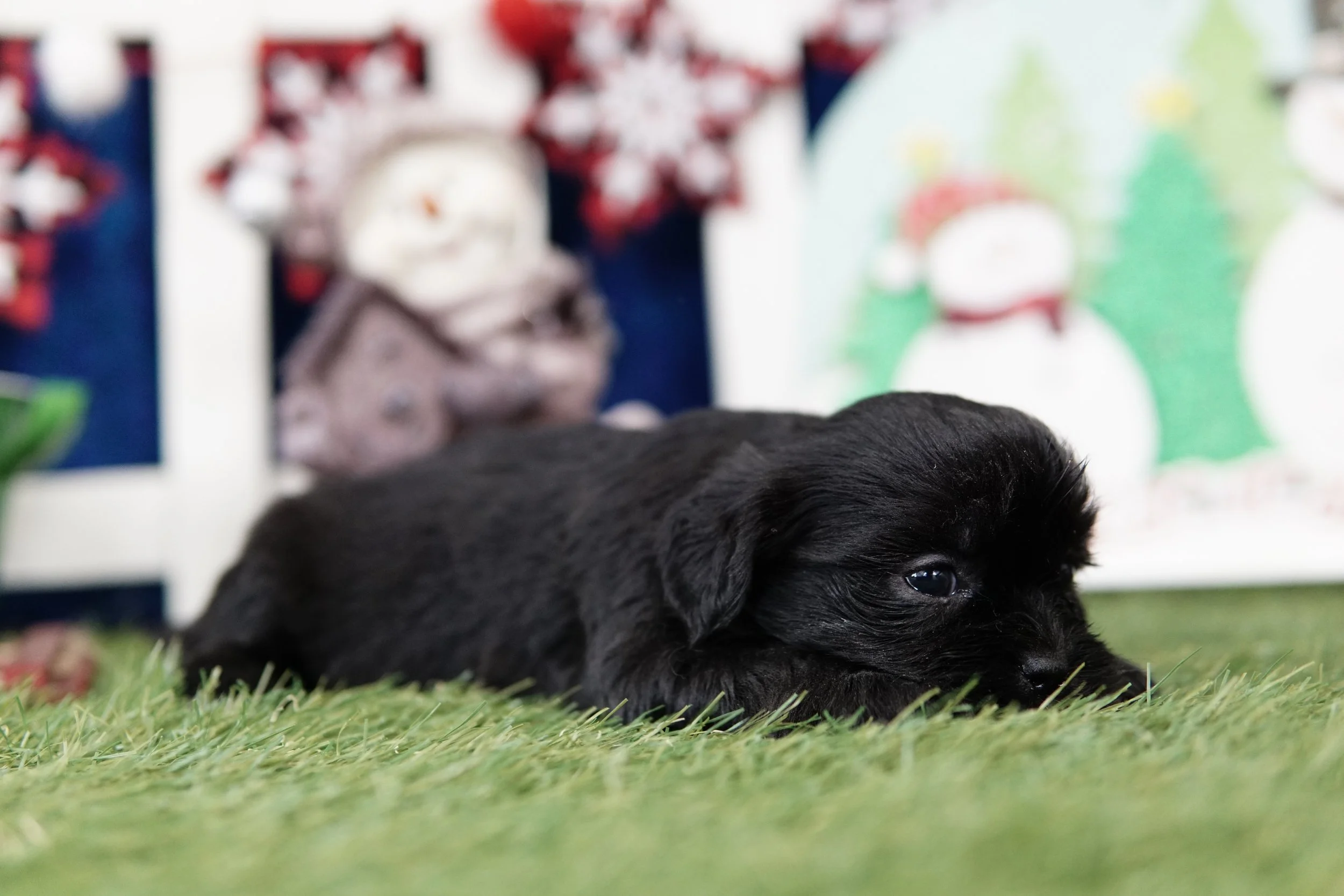Cockapoo — Heritage Puppies