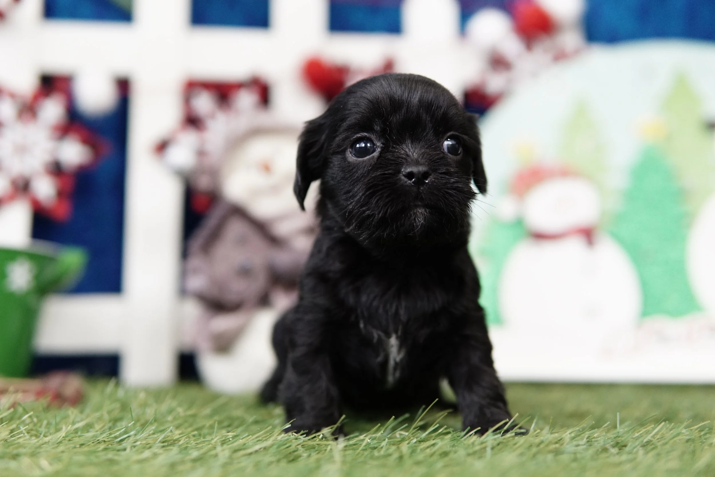 Cockapoo — Heritage Puppies
