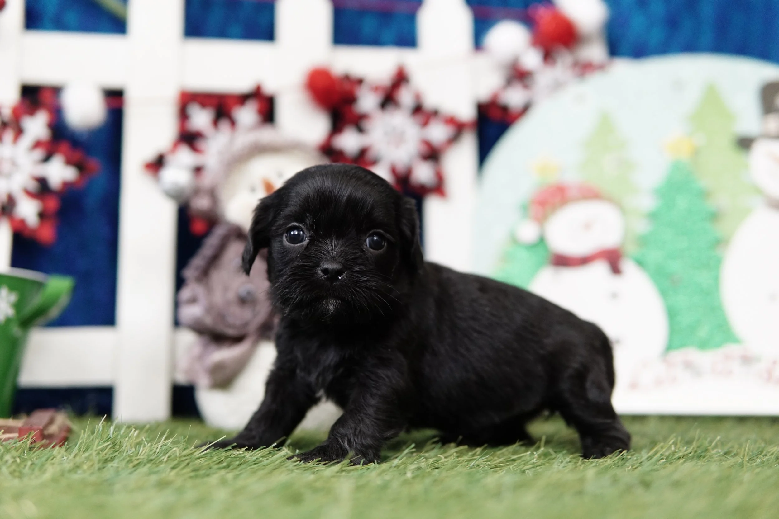 Cockapoo — Heritage Puppies