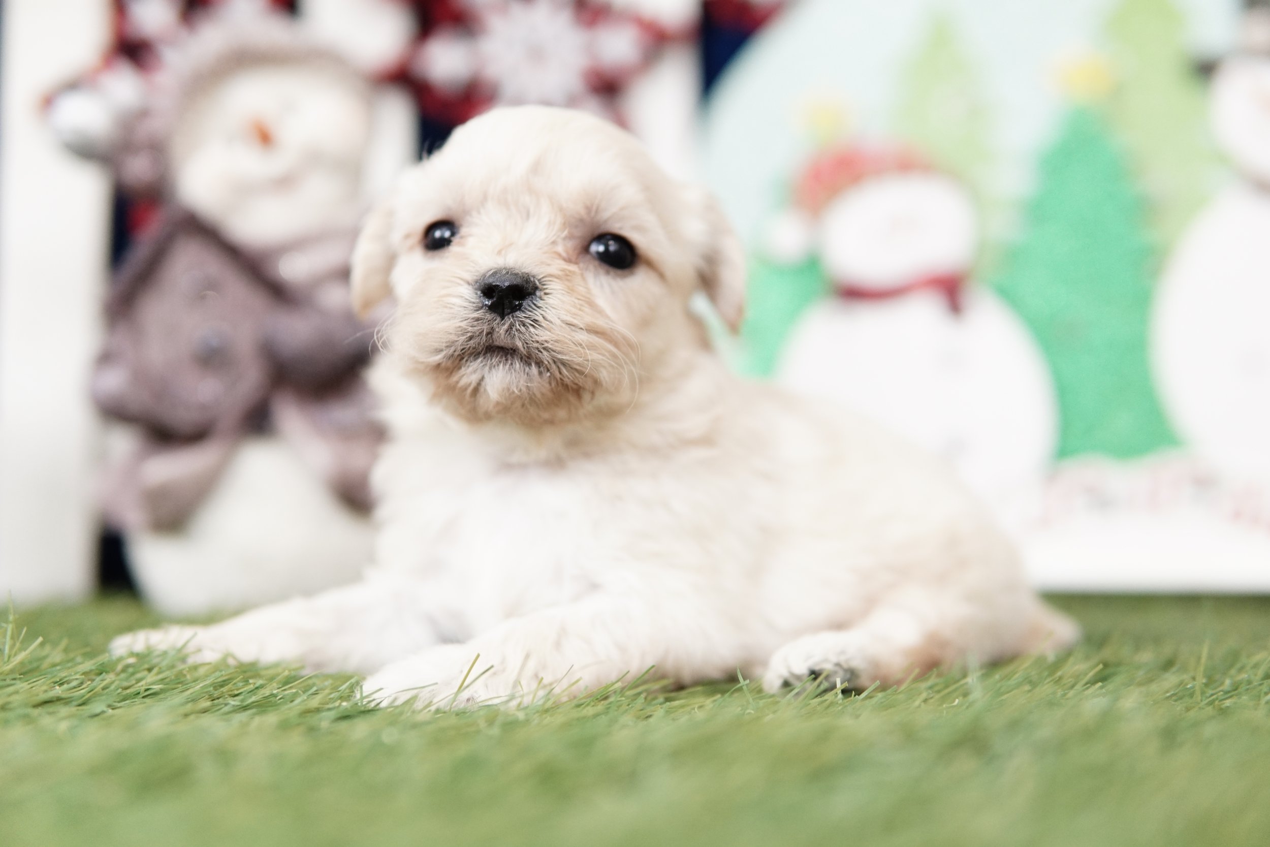Cockapoo — Heritage Puppies