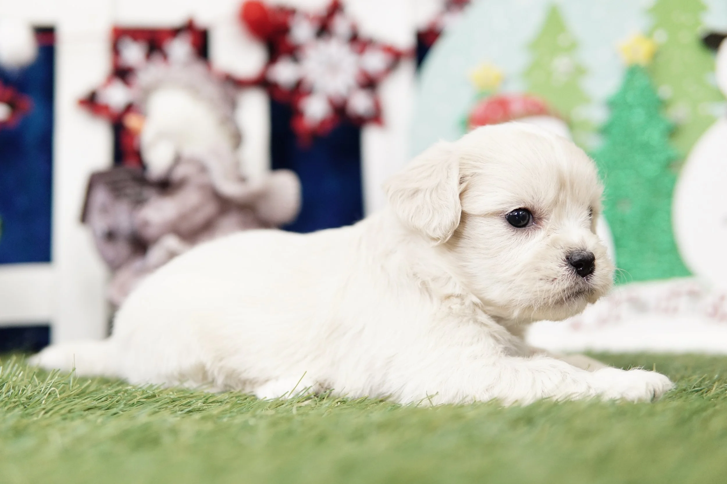 Cockapoo — Heritage Puppies