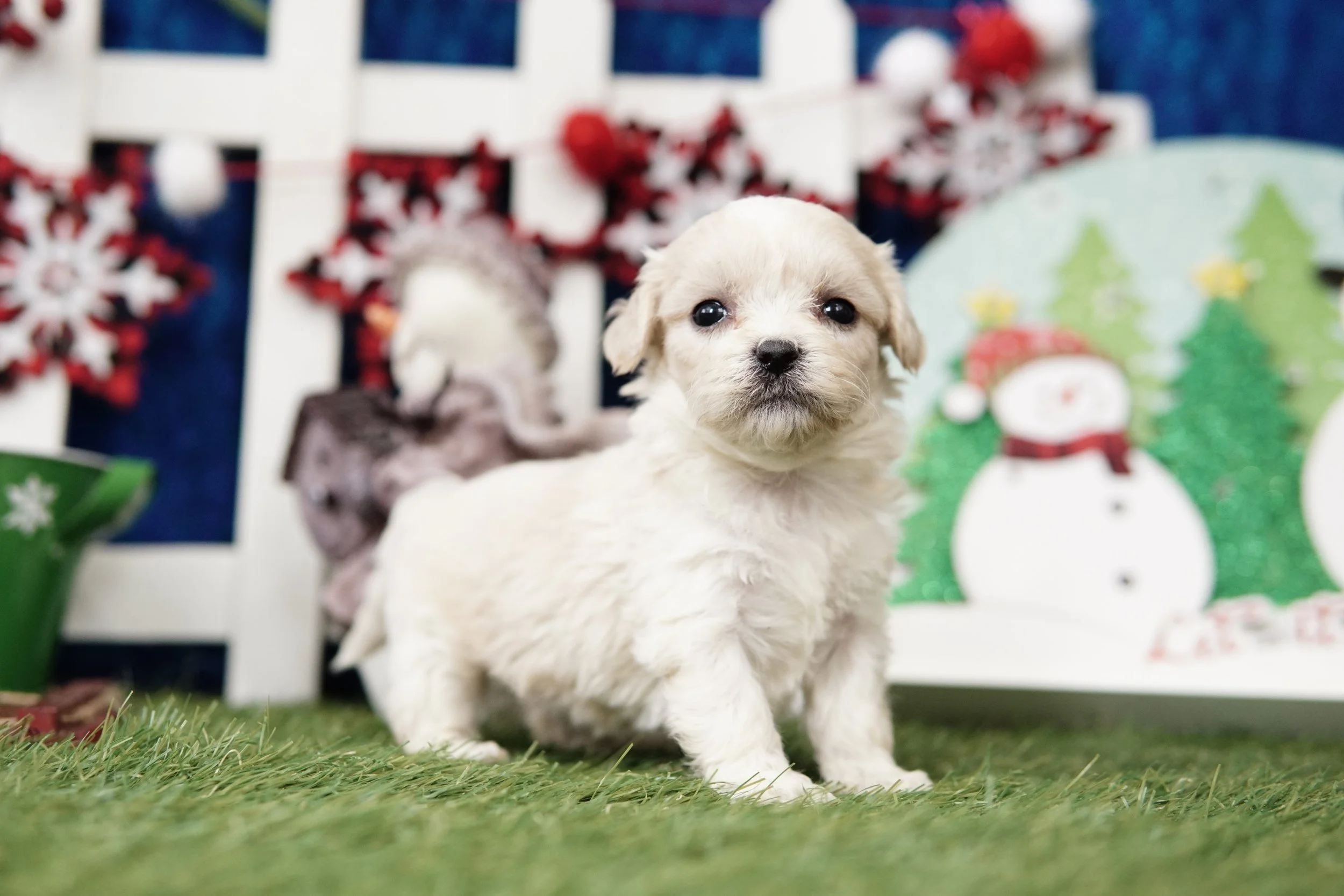 Cockapoo — Heritage Puppies