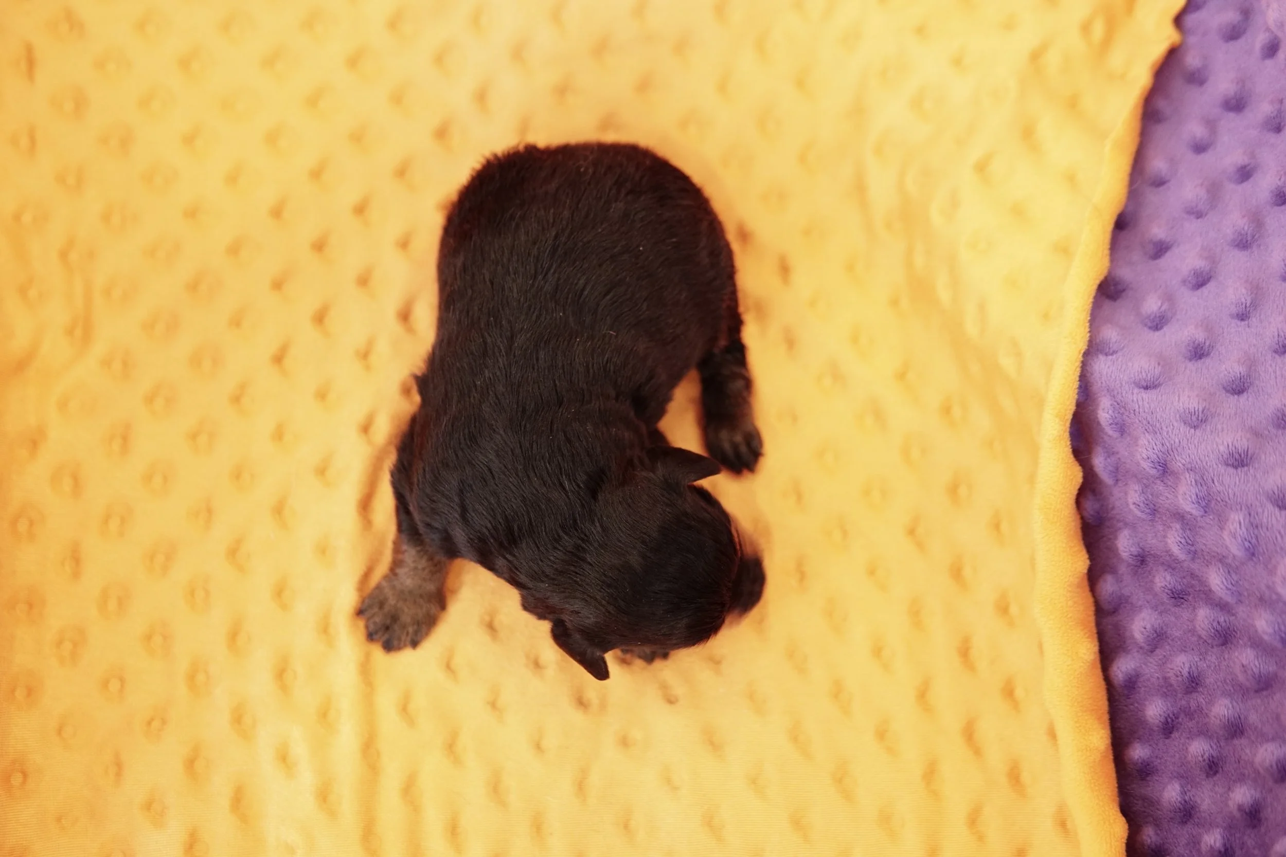 puppy 9 — Heritage Puppies