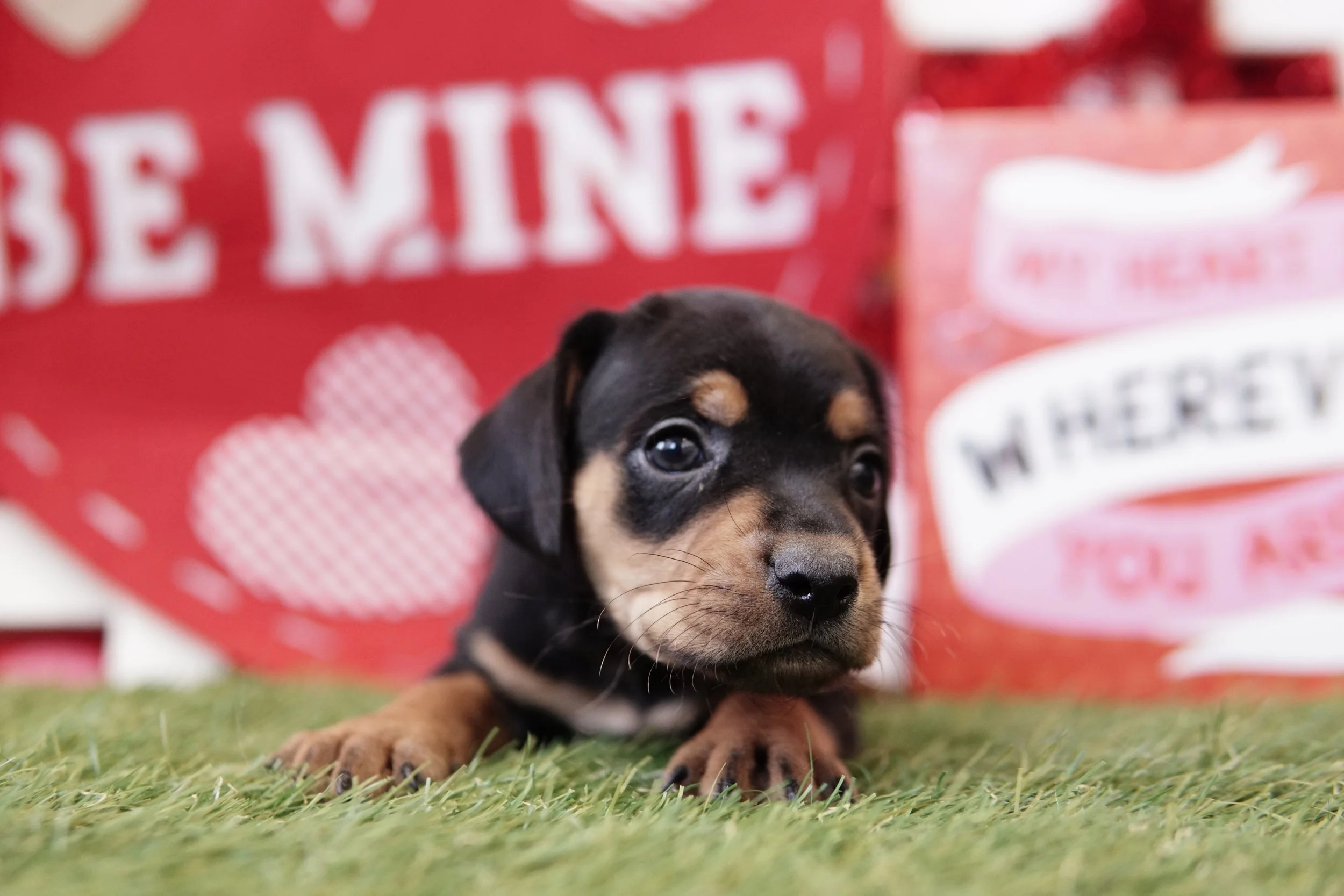 puppy 4 — Heritage Puppies