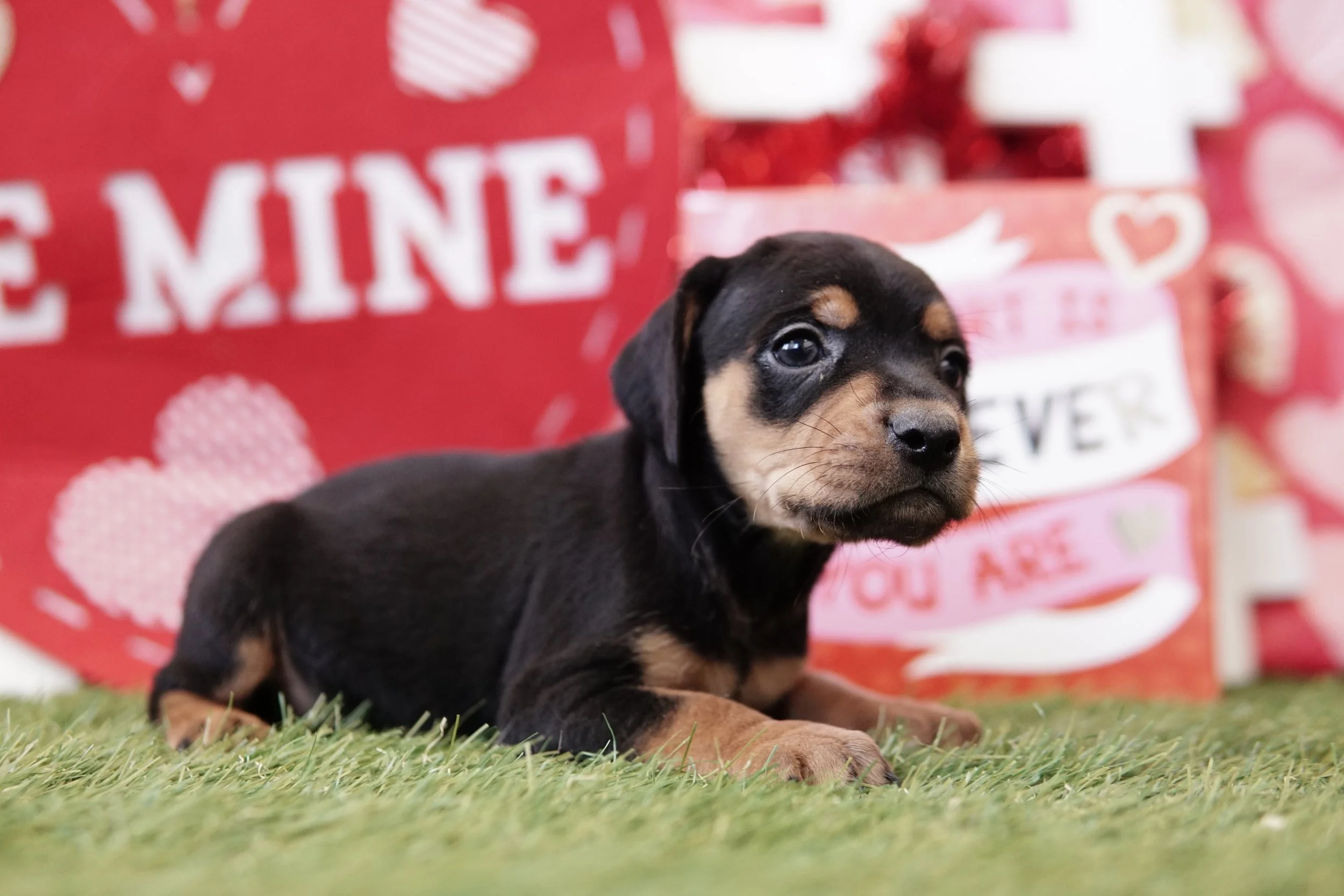 puppy 4 — Heritage Puppies