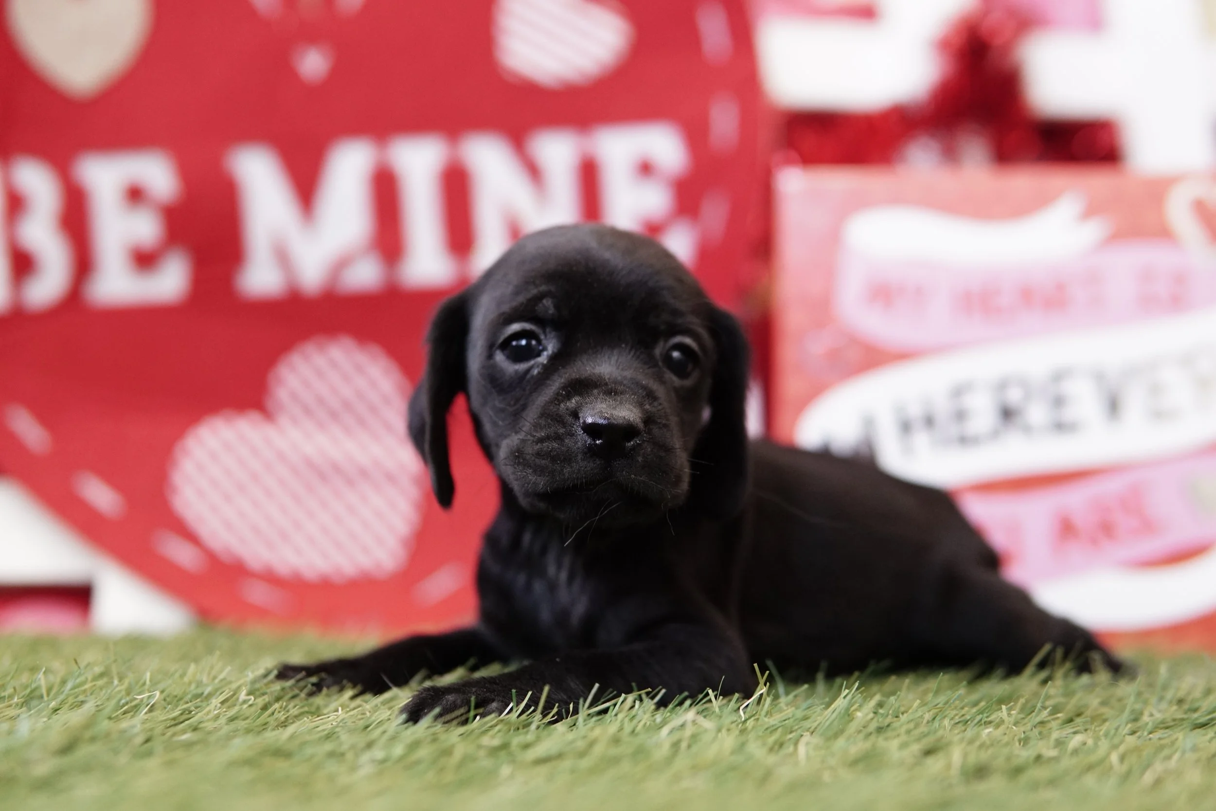 puppy 4 — Heritage Puppies