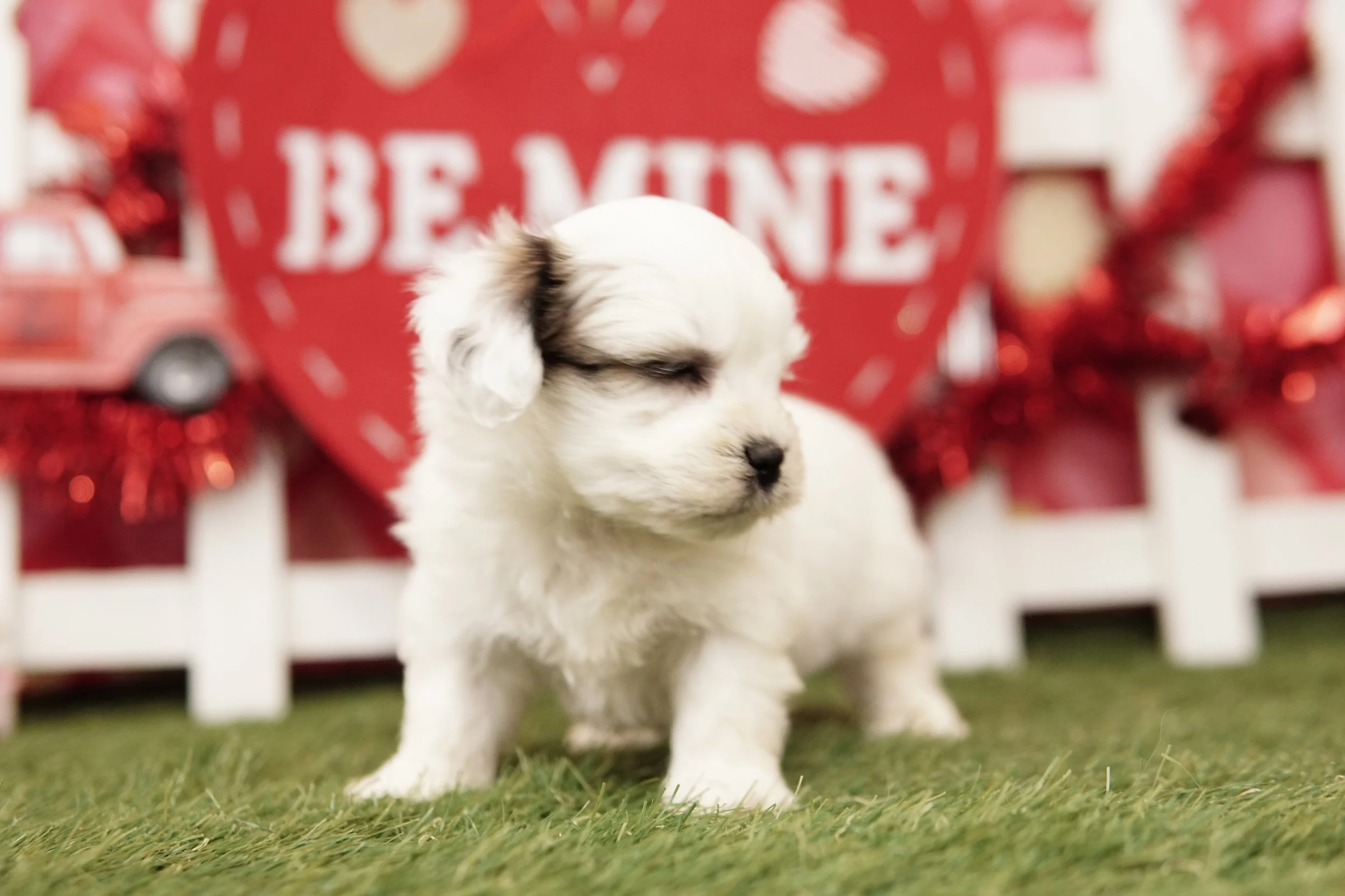schnoodle — Heritage Puppies