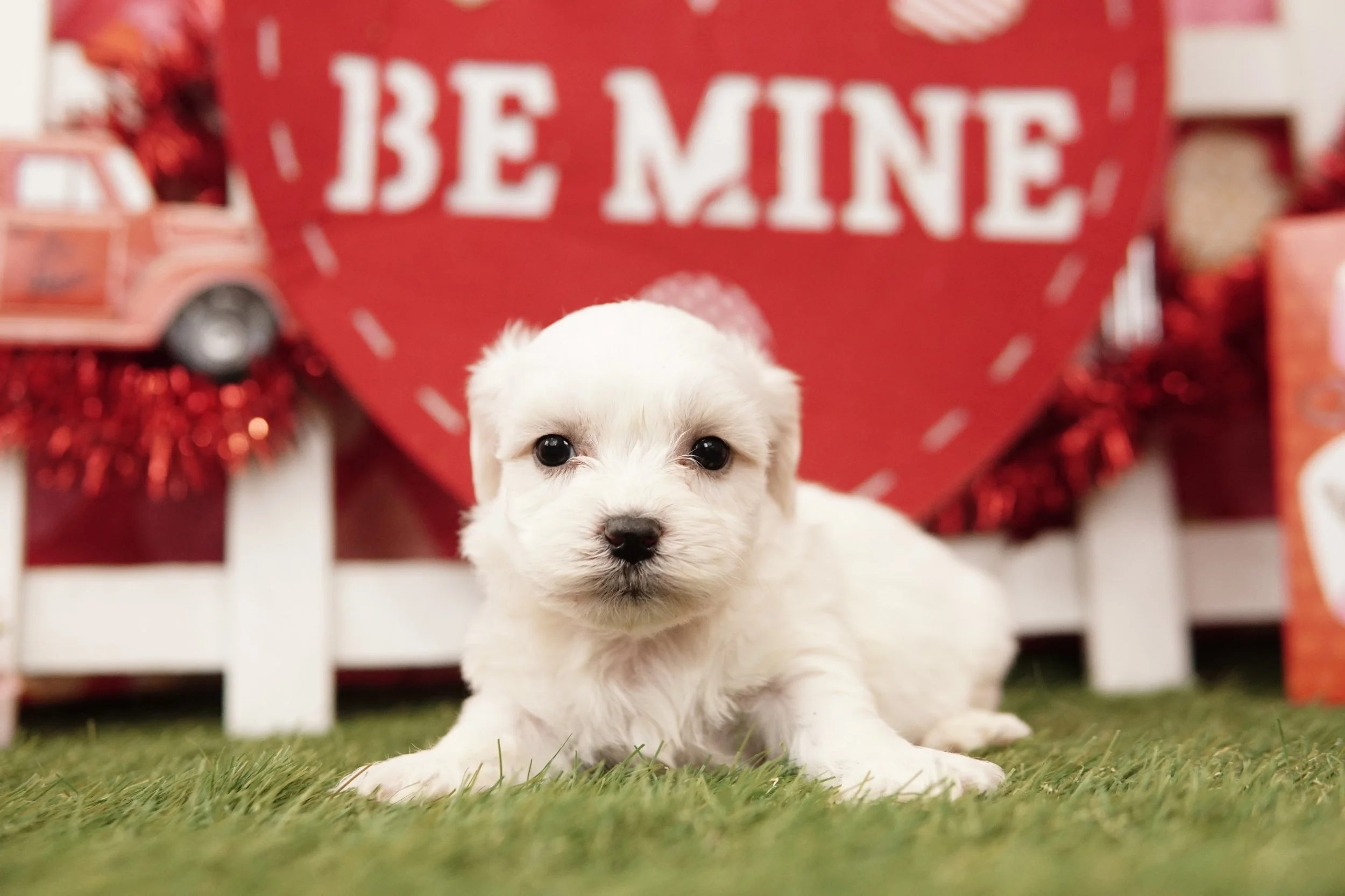 schnoodle — Heritage Puppies