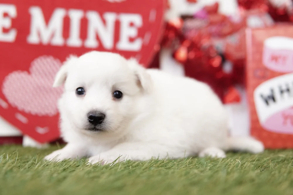 Puppies Available — Heritage Puppies