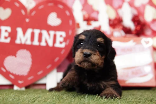 Puppies Available — Heritage Puppies