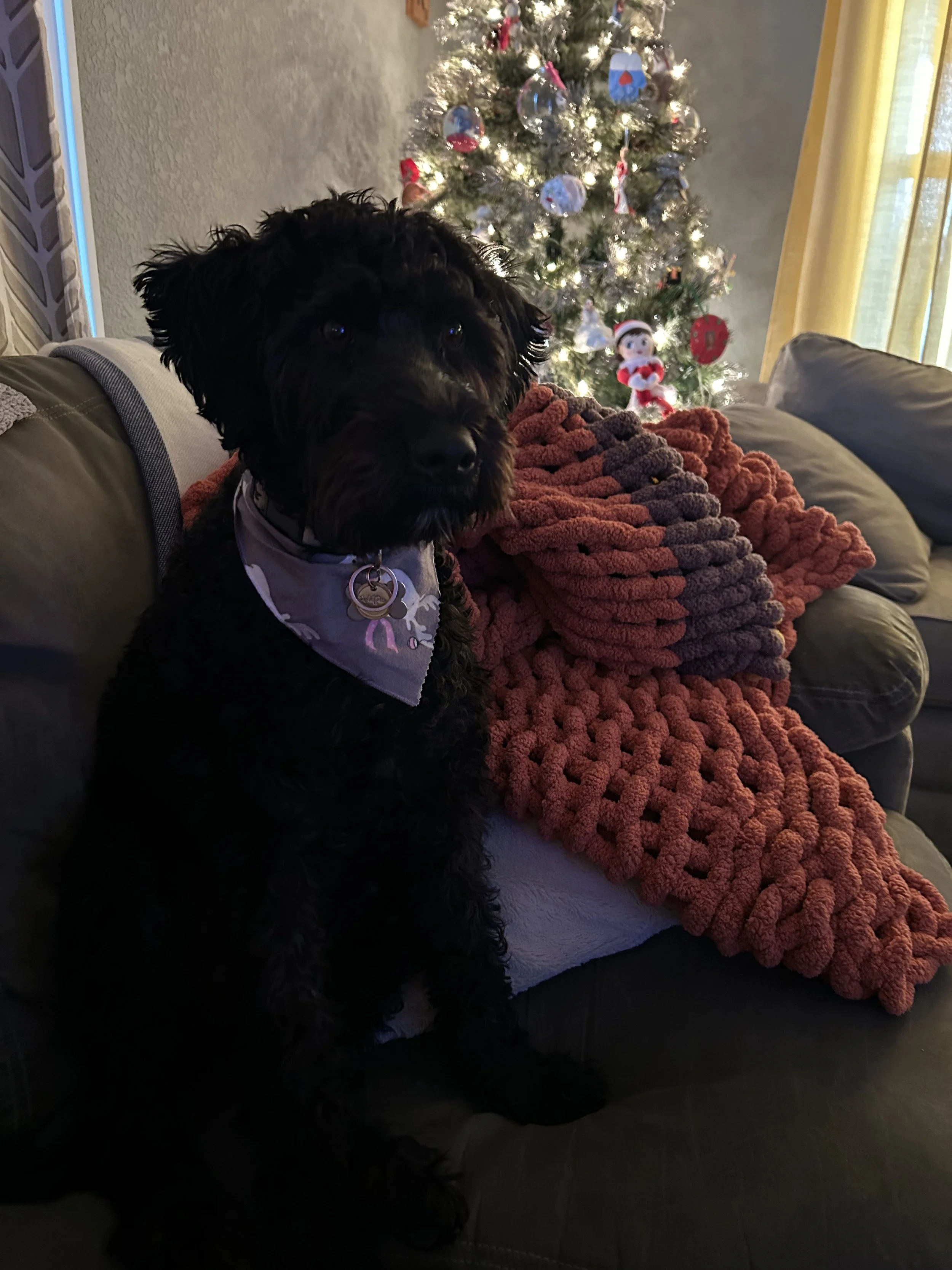 WOP Poodle Cross — Heritage Puppies