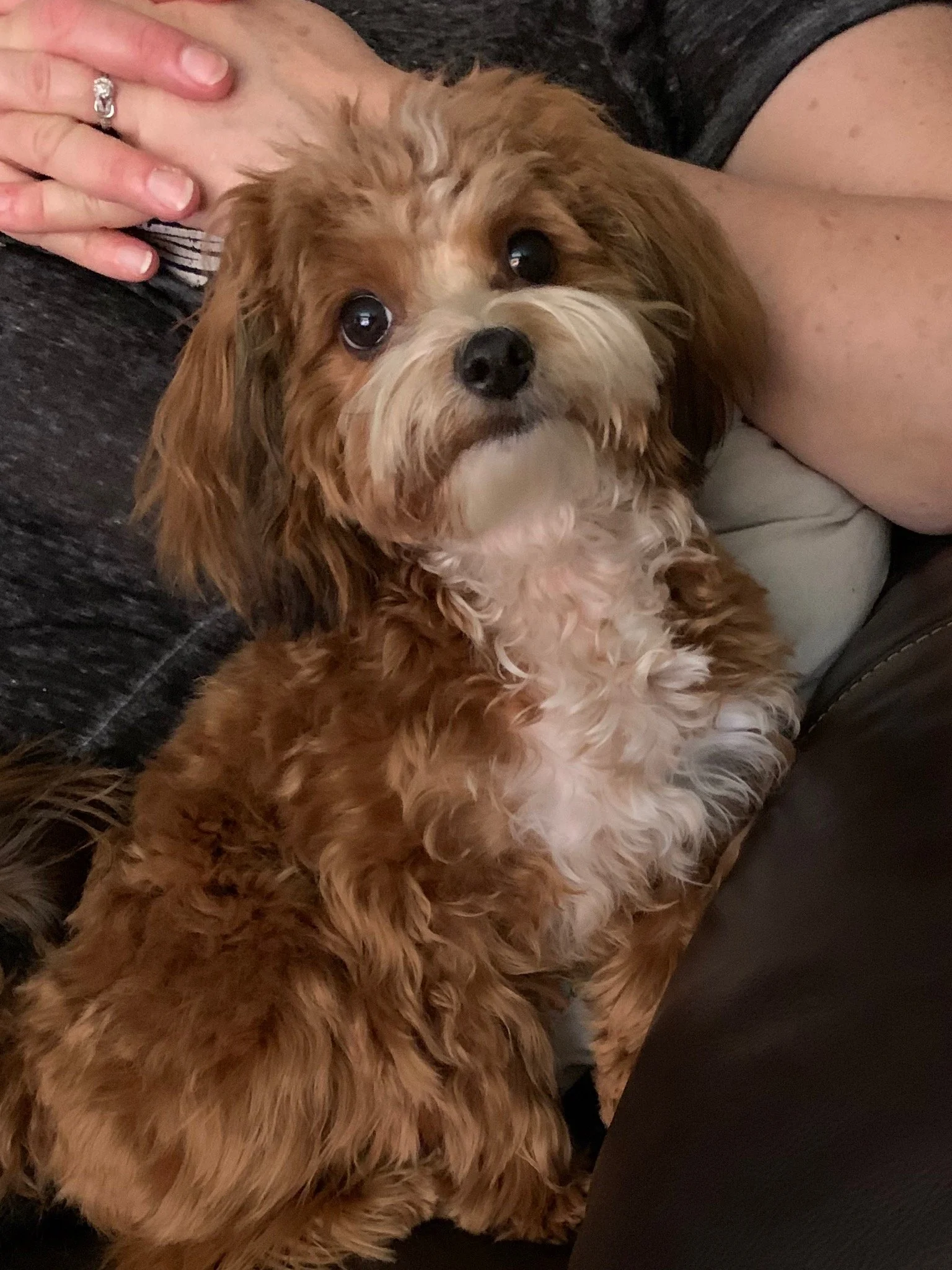 Wop Yorkie Cross — Heritage Puppies