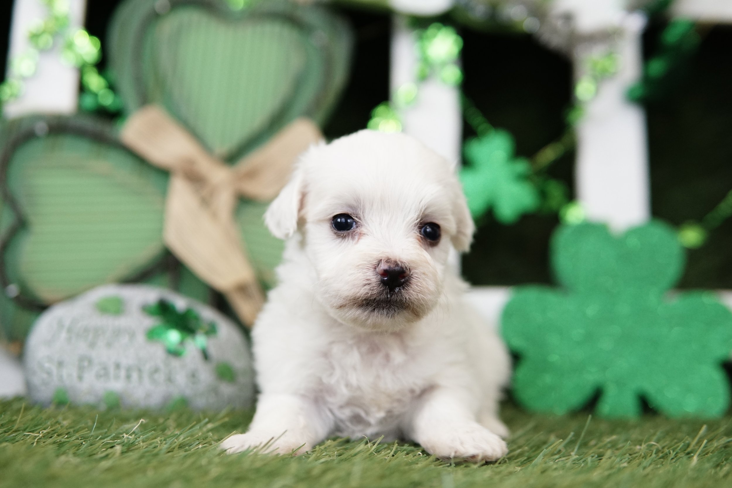 Pug/Chih — Heritage Puppies