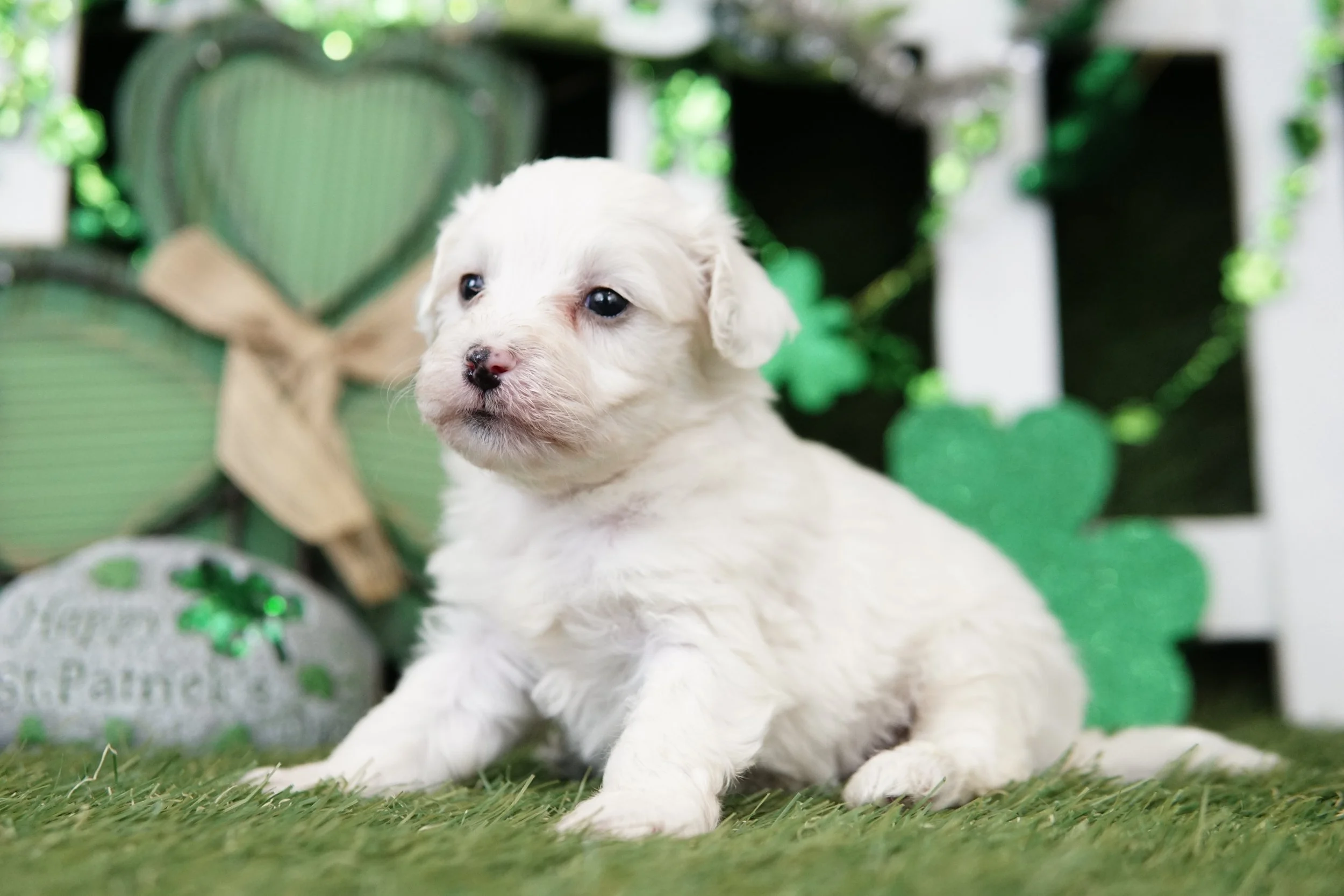 Pug/Chih — Heritage Puppies