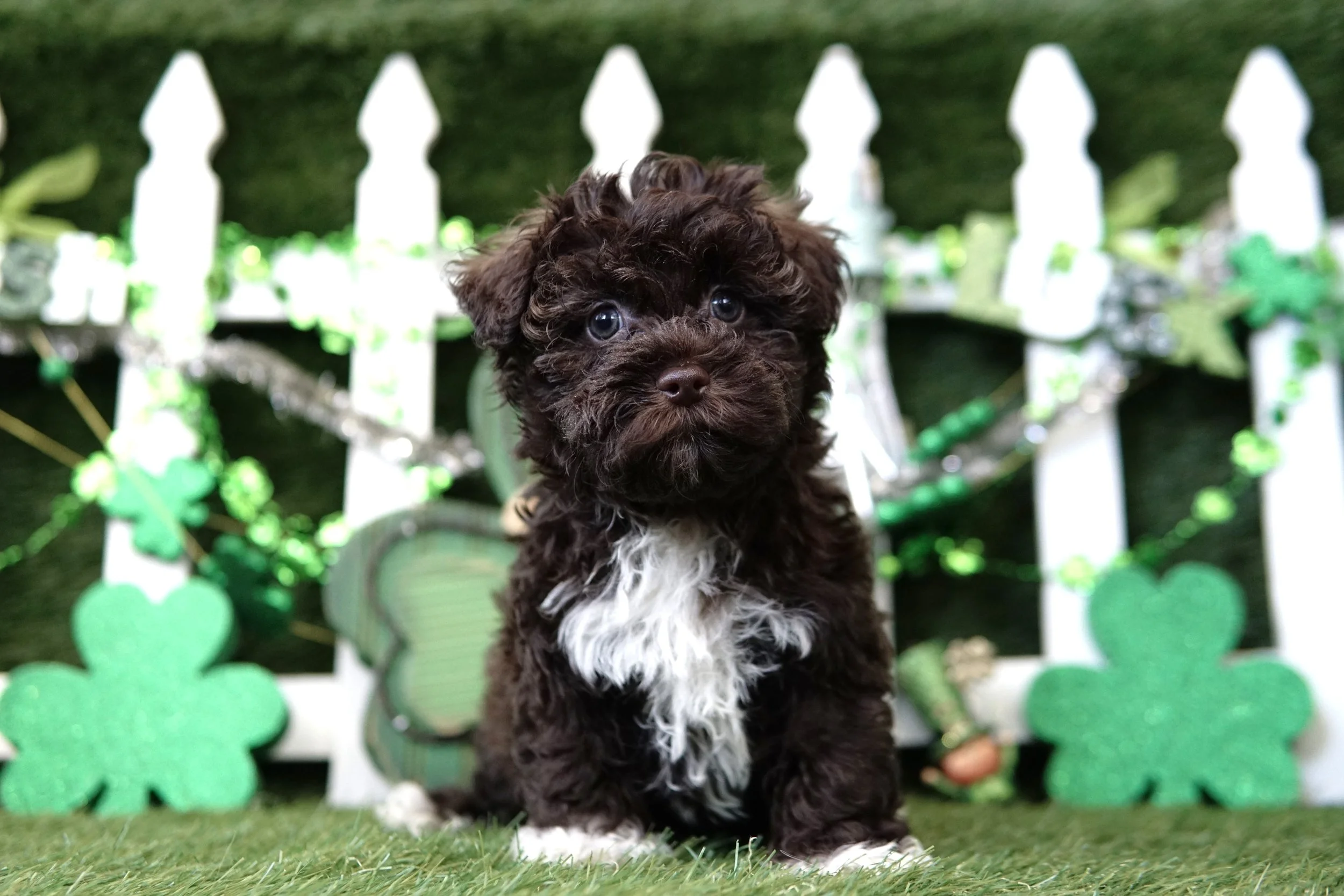 Puppies Available — Heritage Puppies