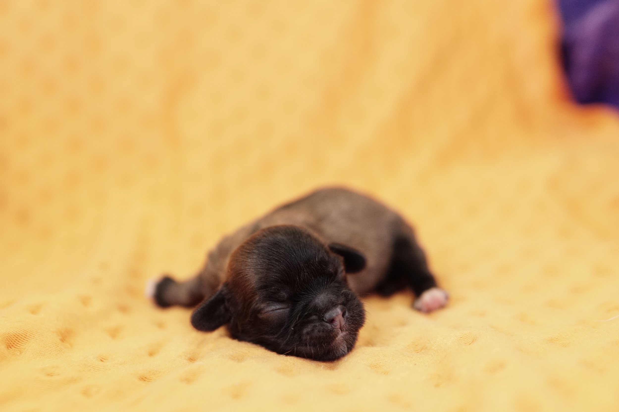 Cockapoo — Heritage Puppies
