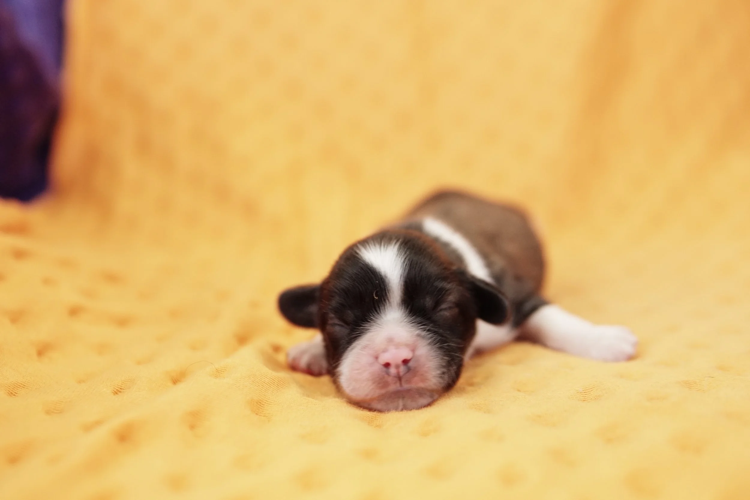 Cockapoo — Heritage Puppies