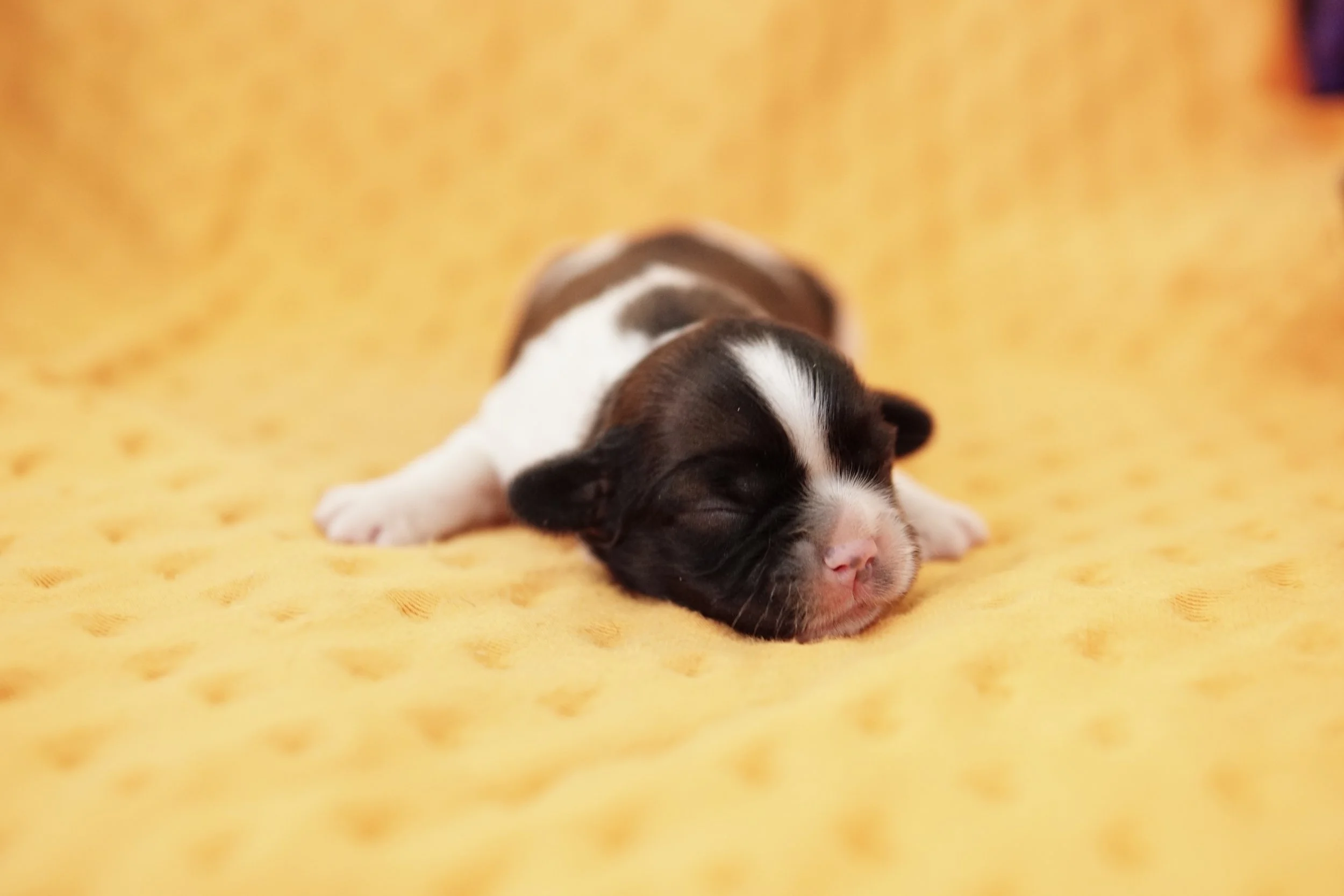 Cockapoo — Heritage Puppies